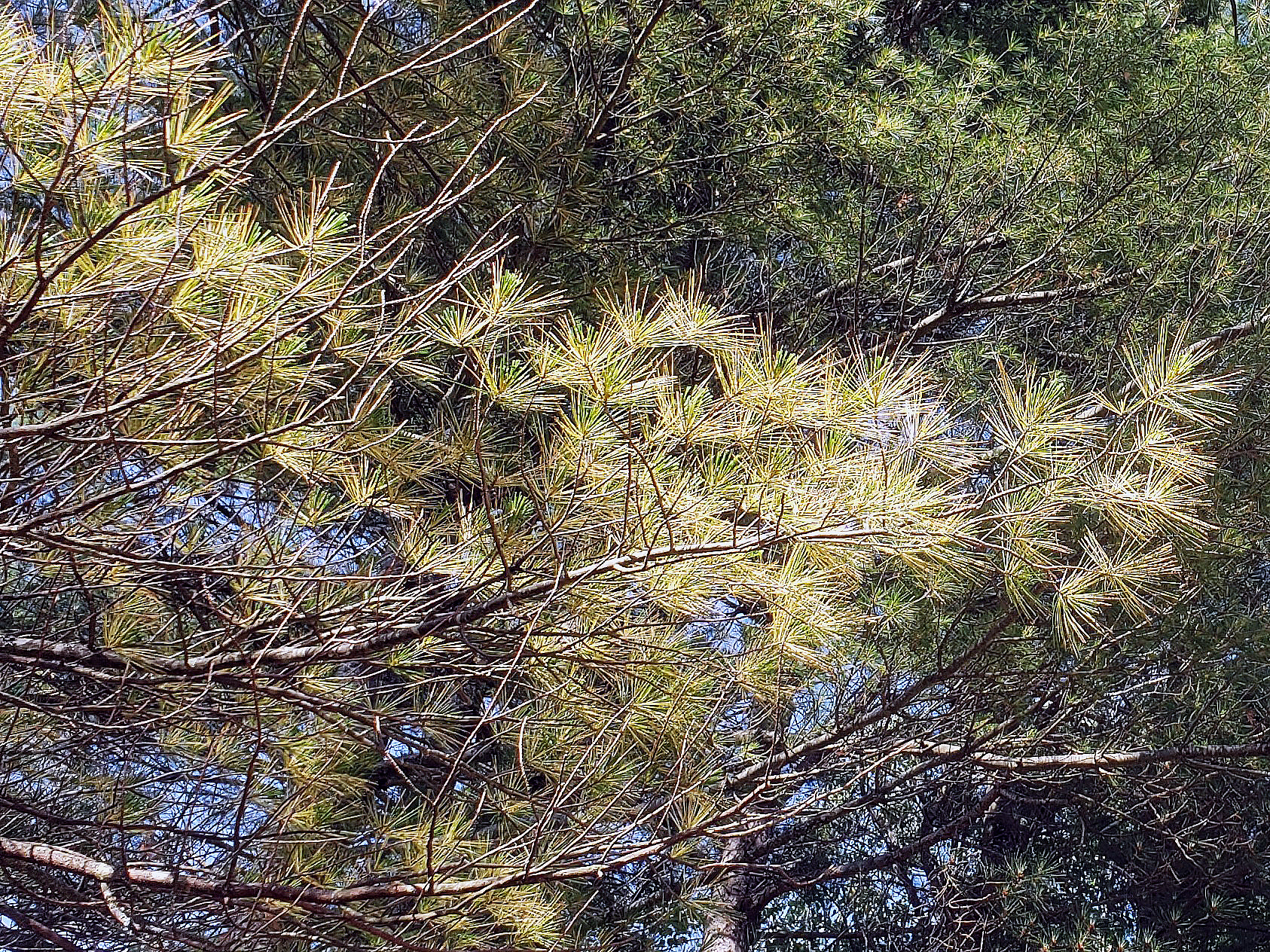 Yellow Needles On White Pine This Spring