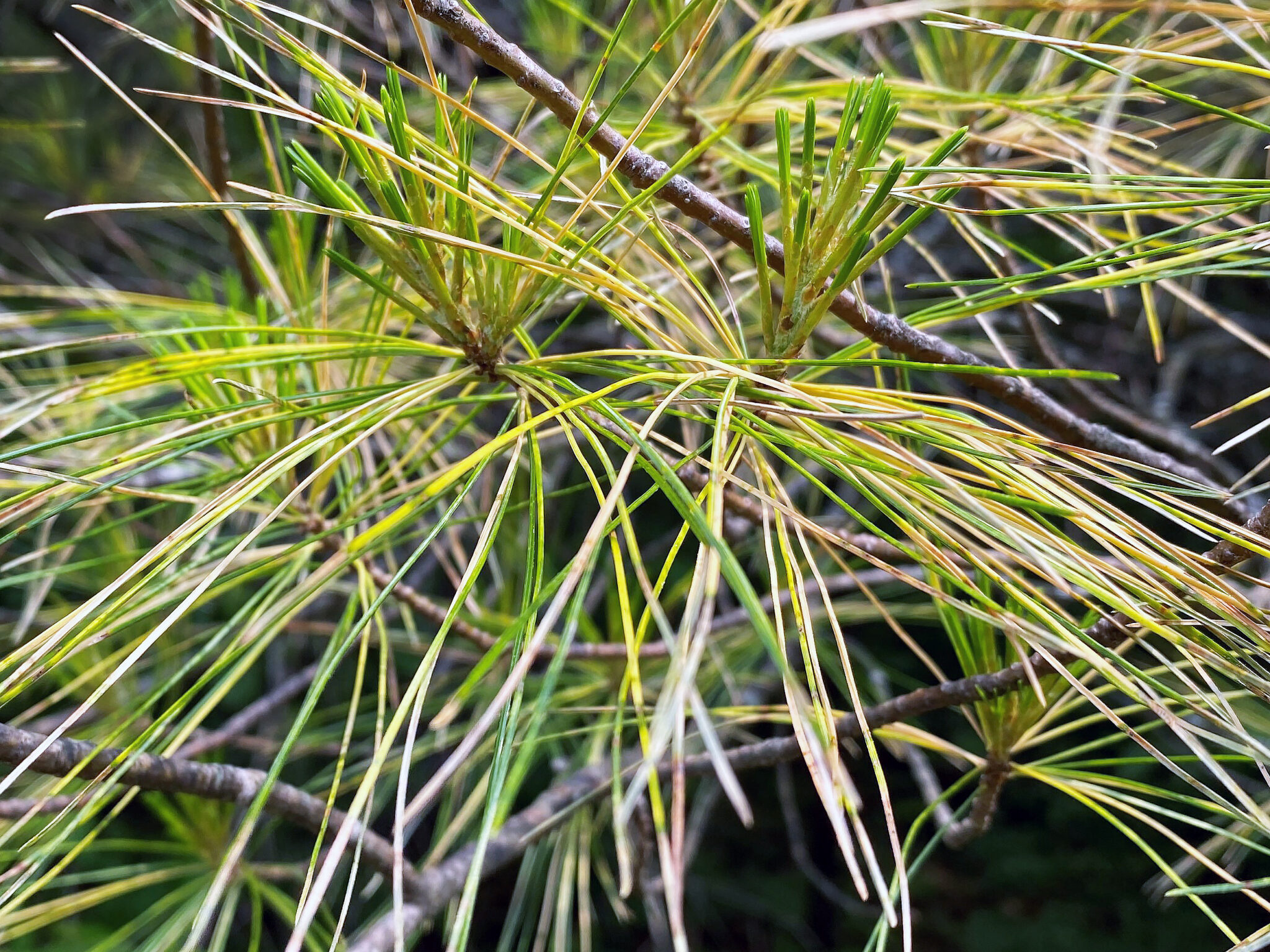 Yellow Needles On White Pine This Spring