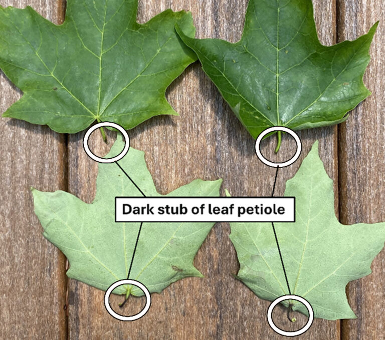 Maple Petiole Borer Sawfly Causing Leaf Drop
