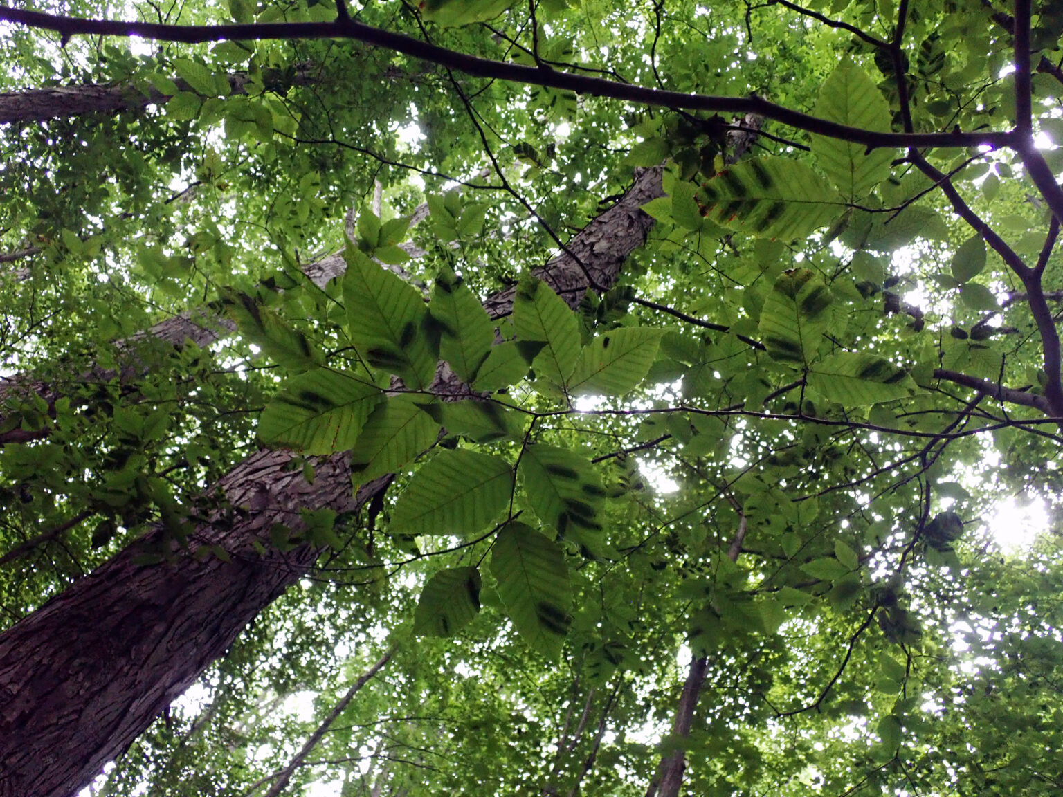 Keep An Eye Out For Beech Leaf Disease