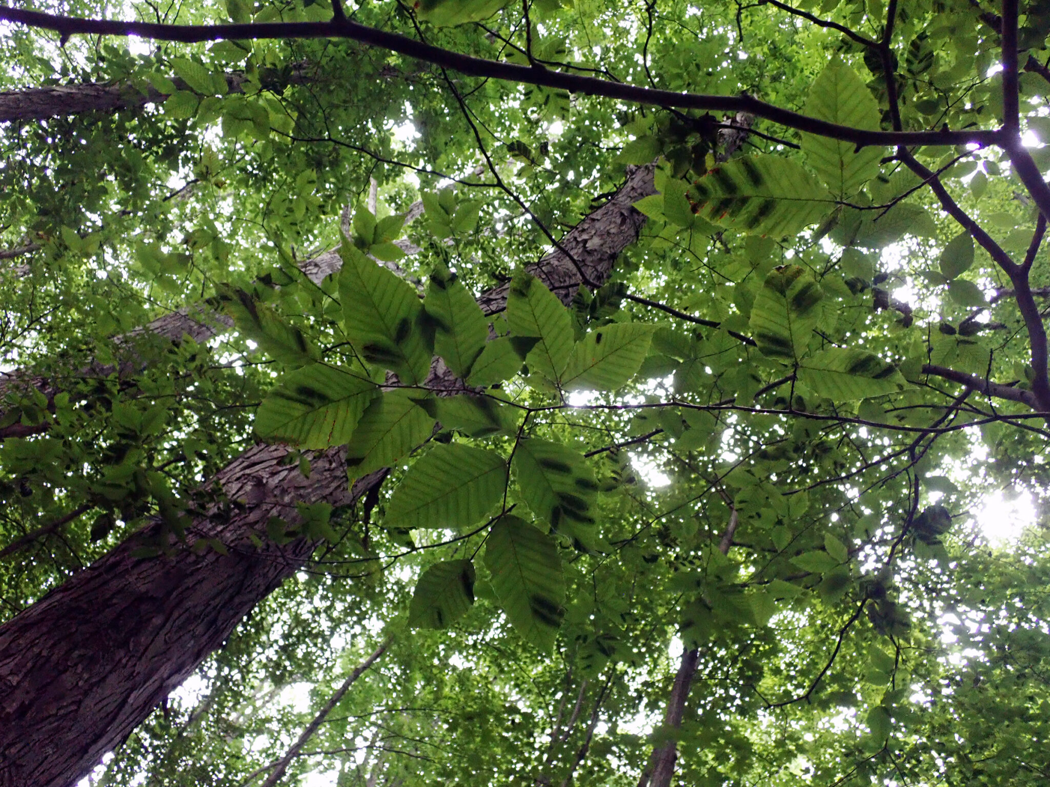 Keep An Eye Out For Beech Leaf Disease