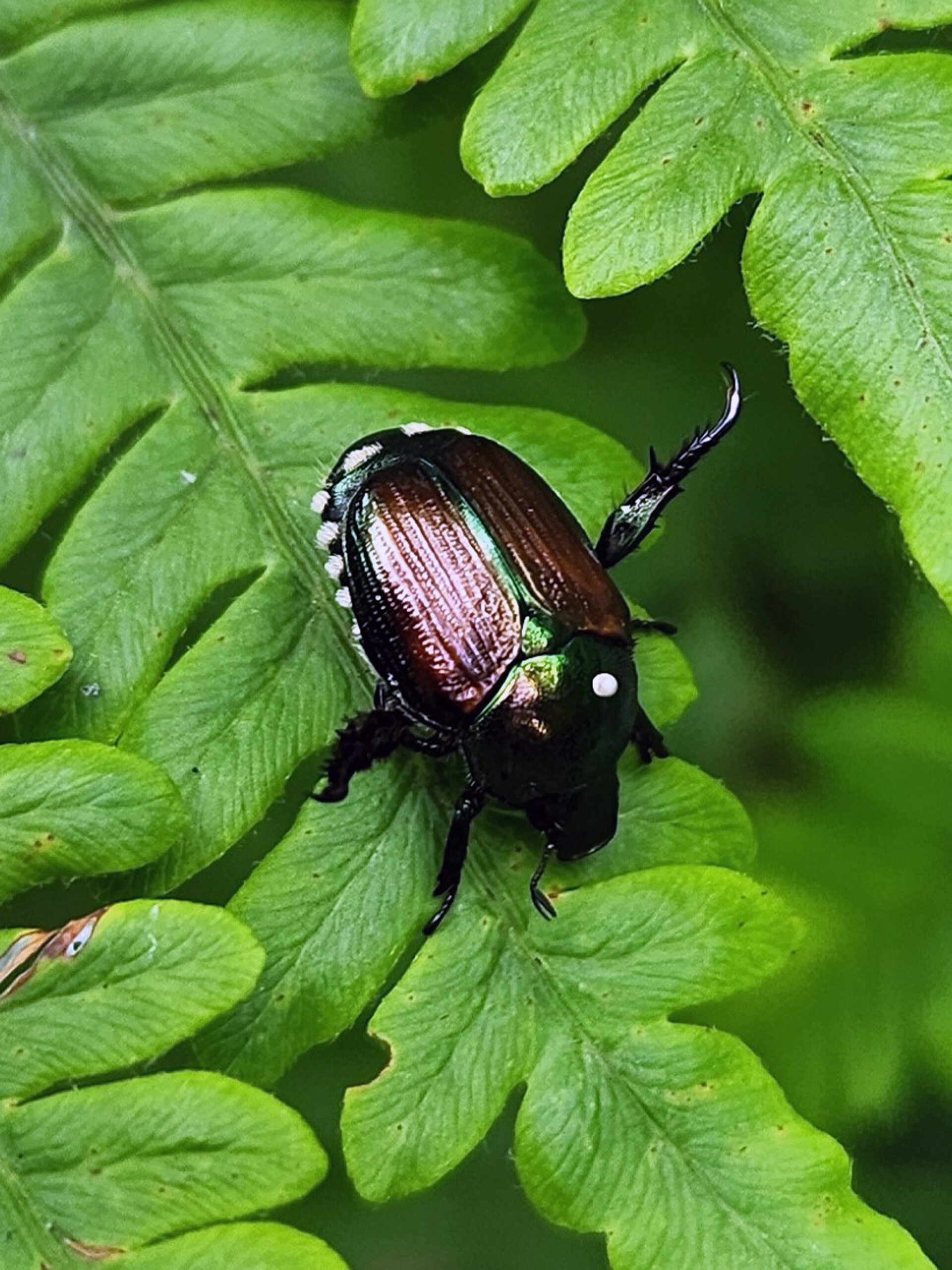 Japanese Beetle Defoliates Some Forest Trees In The North