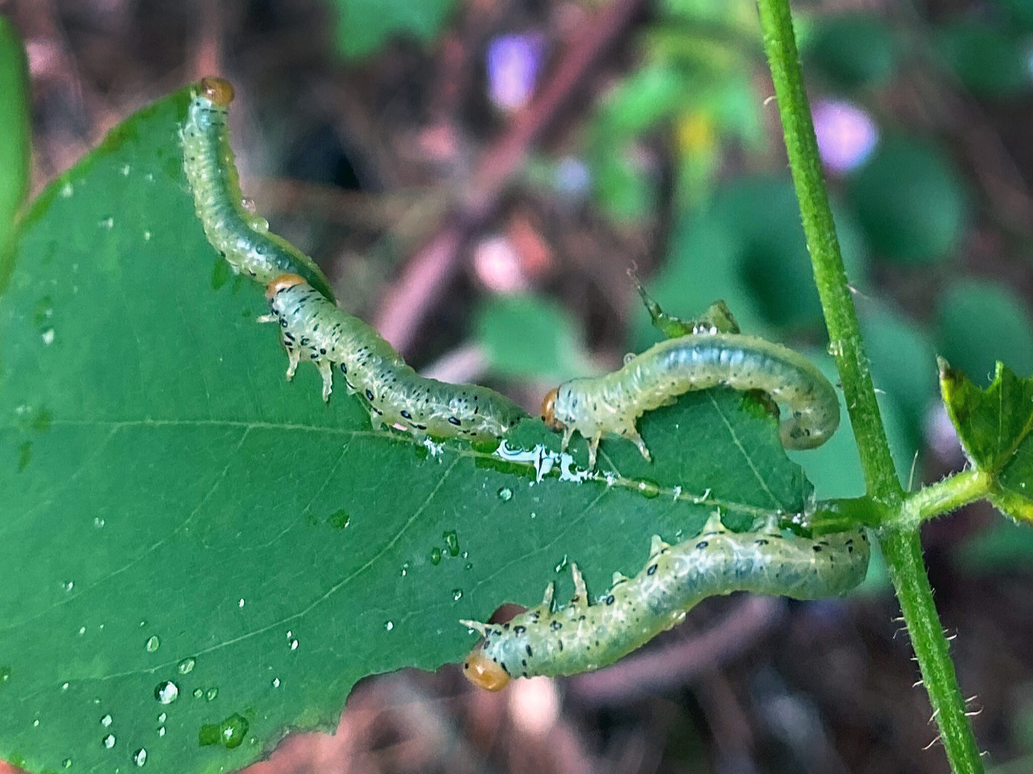 Locust Sawfly Defoliation Found In Oneida County