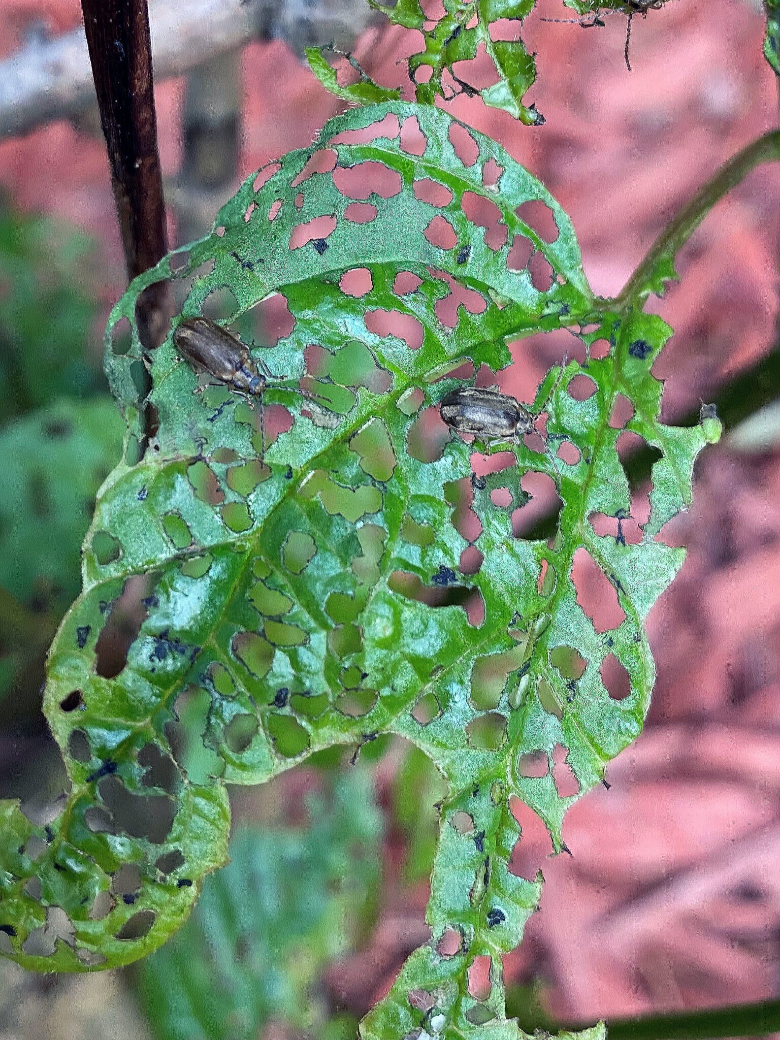 Viburnum Leaf Beetle Appearing In Forests