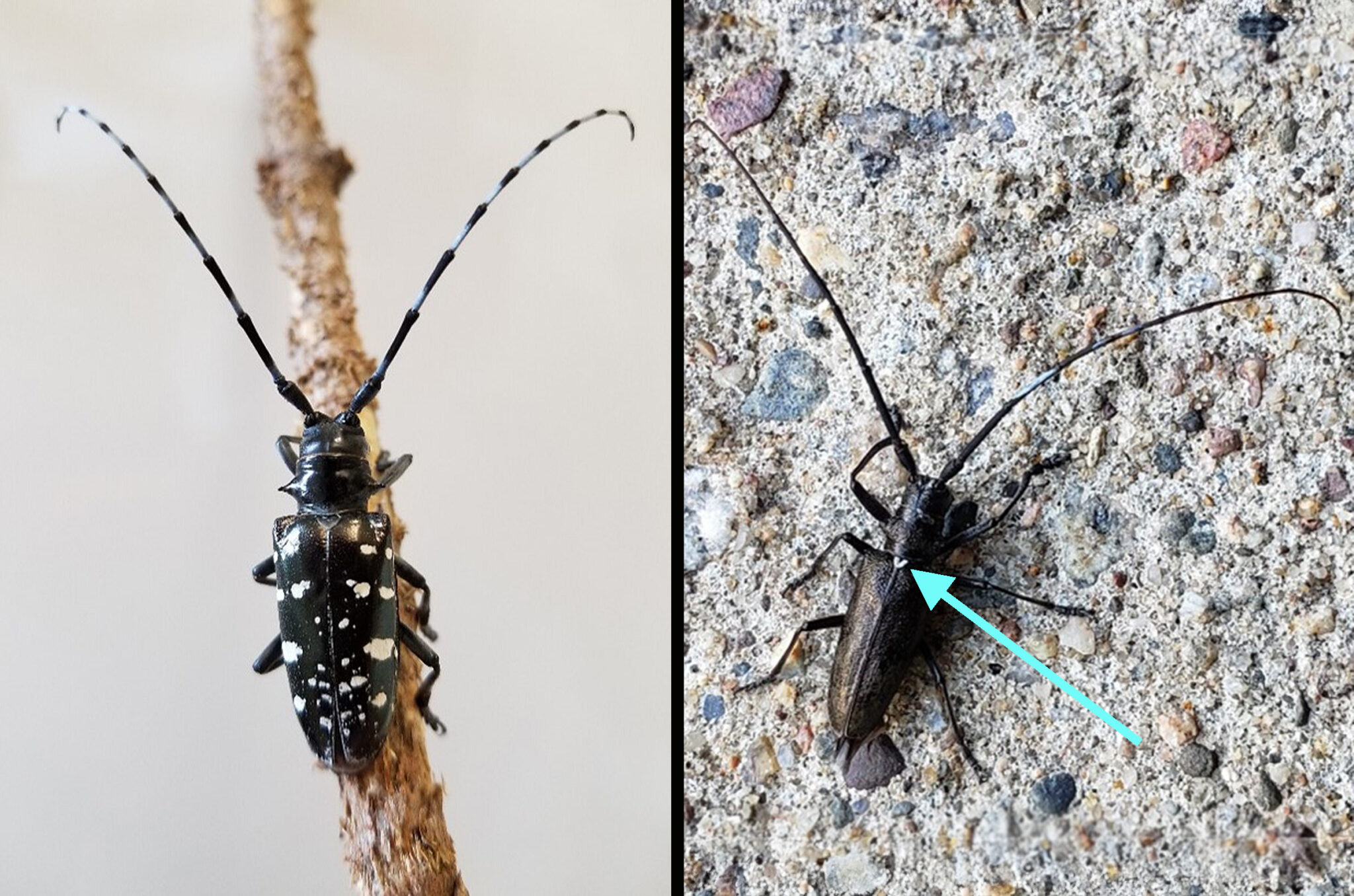 Native Sawyer Beetles Resemble Asian Longhorned Beetle