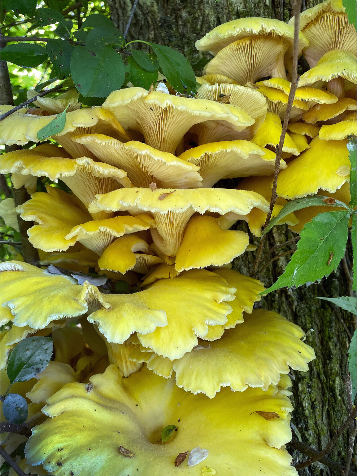 Golden Oyster Mushrooms Aren’t Friends To Native Fungi