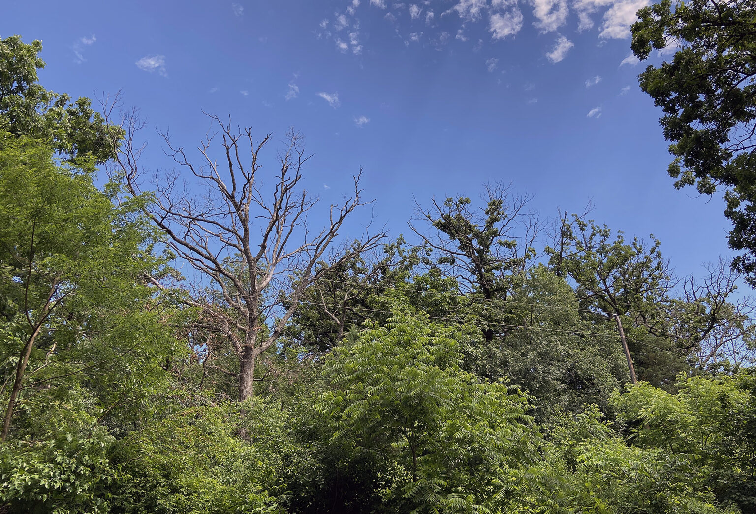 Monitor Your Trees For Spongy Moth-Related Decline And Mortality
