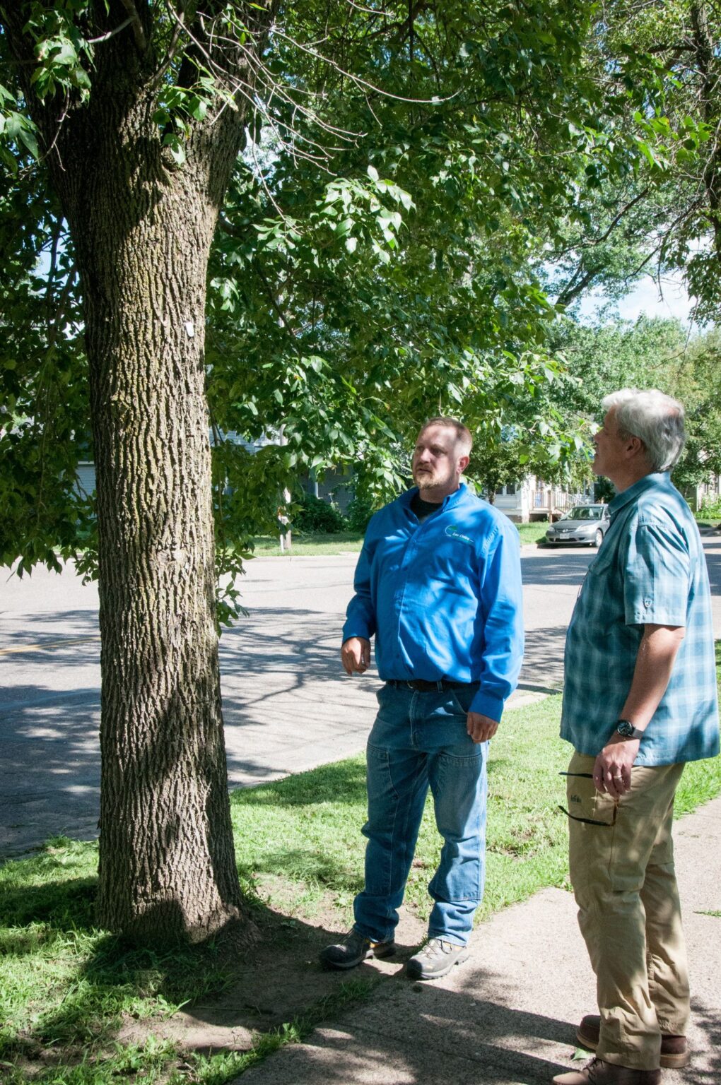 Trees And Insurance Survey