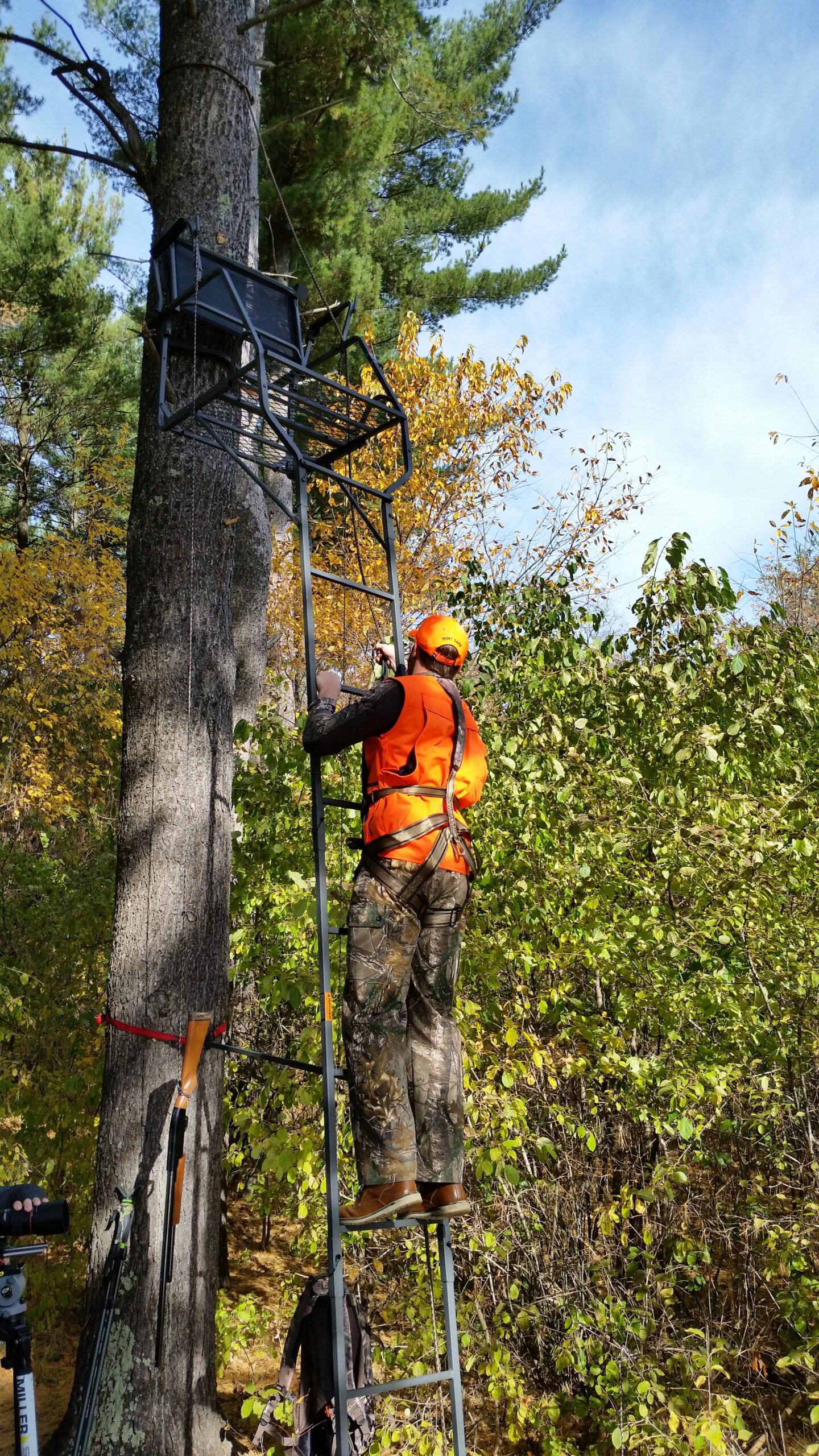 Avoid Ash Trees When Placing Deer Stands