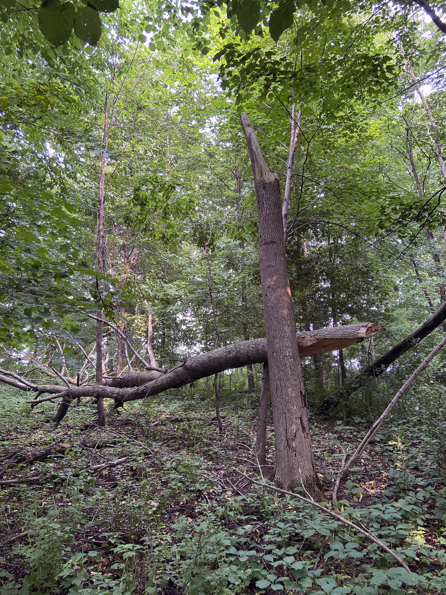 Avoid Ash Trees When Placing Deer Stands