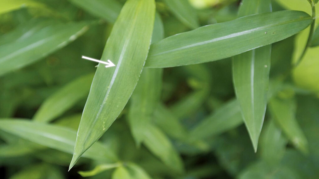 Invasive Plant Japanese Stiltgrass Detected In Rock County