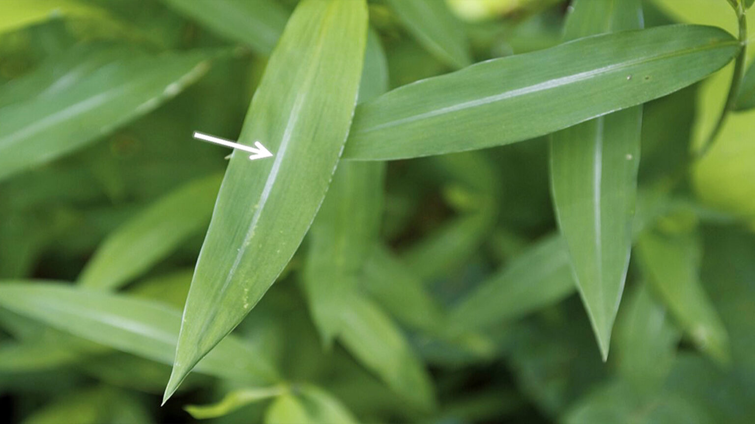 Invasive Plant Japanese Stiltgrass Detected In Rock County