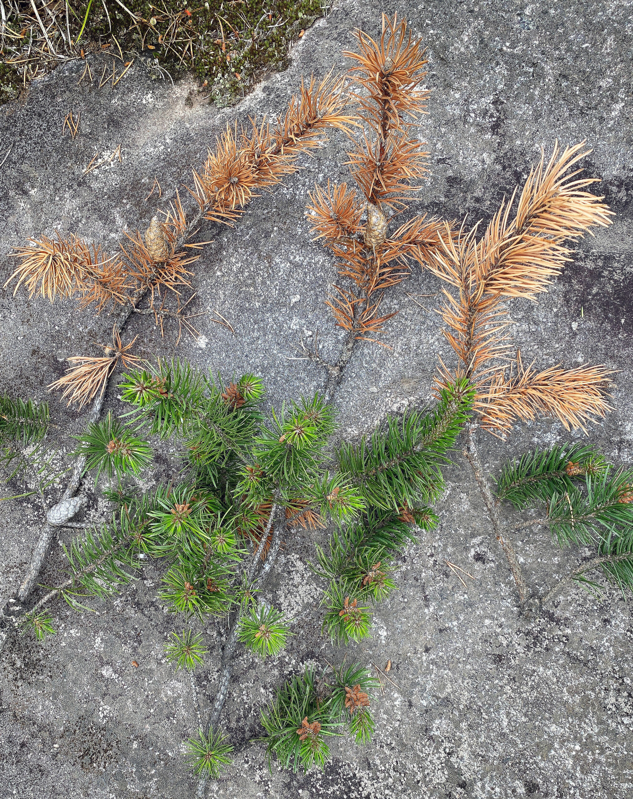 Jack Pine Showing Dead, Brown Branch Tips