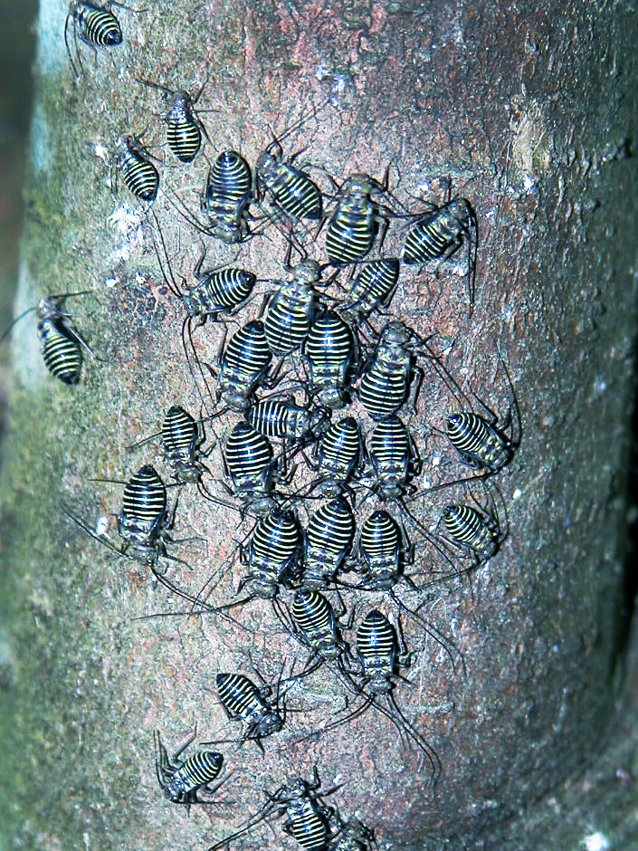 Barklice Don’t Damage Trees