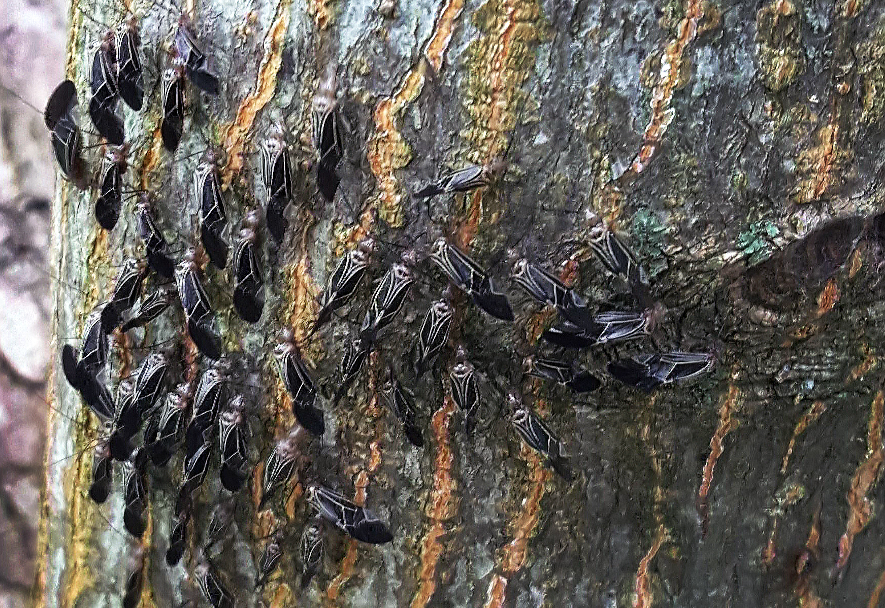 Barklice Don’t Damage Trees