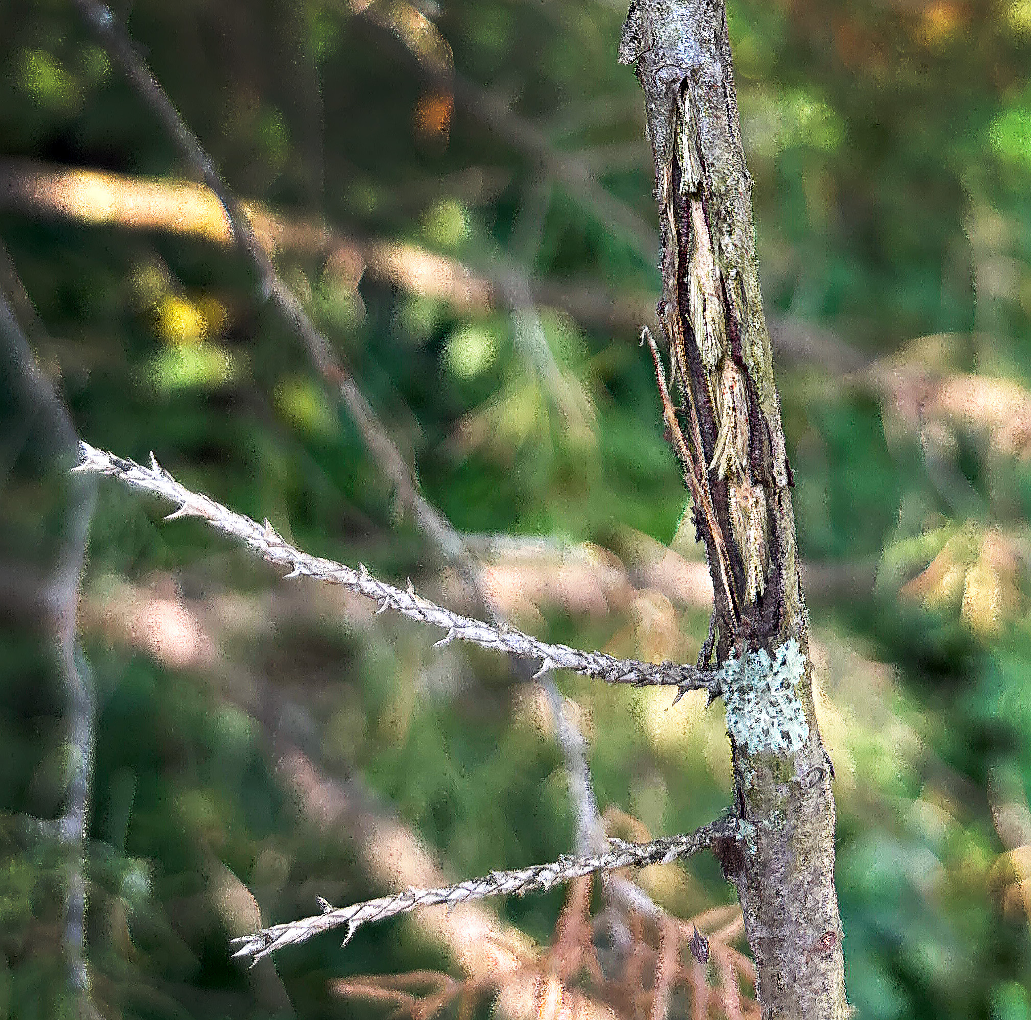 Periodical Cicada Damage Still Visible In Some Areas