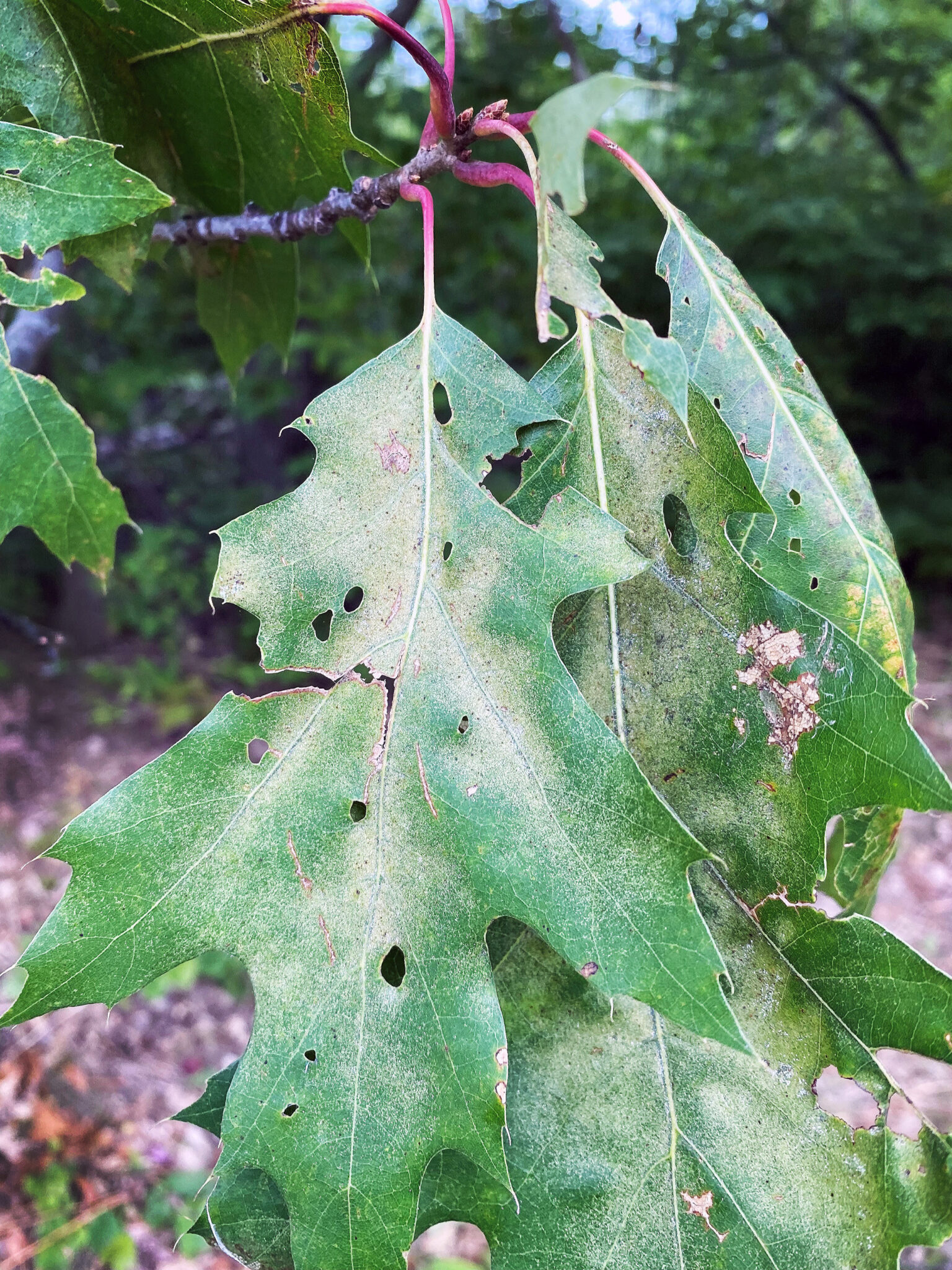 Oak Leaf Issues That Are Not Oak Wilt