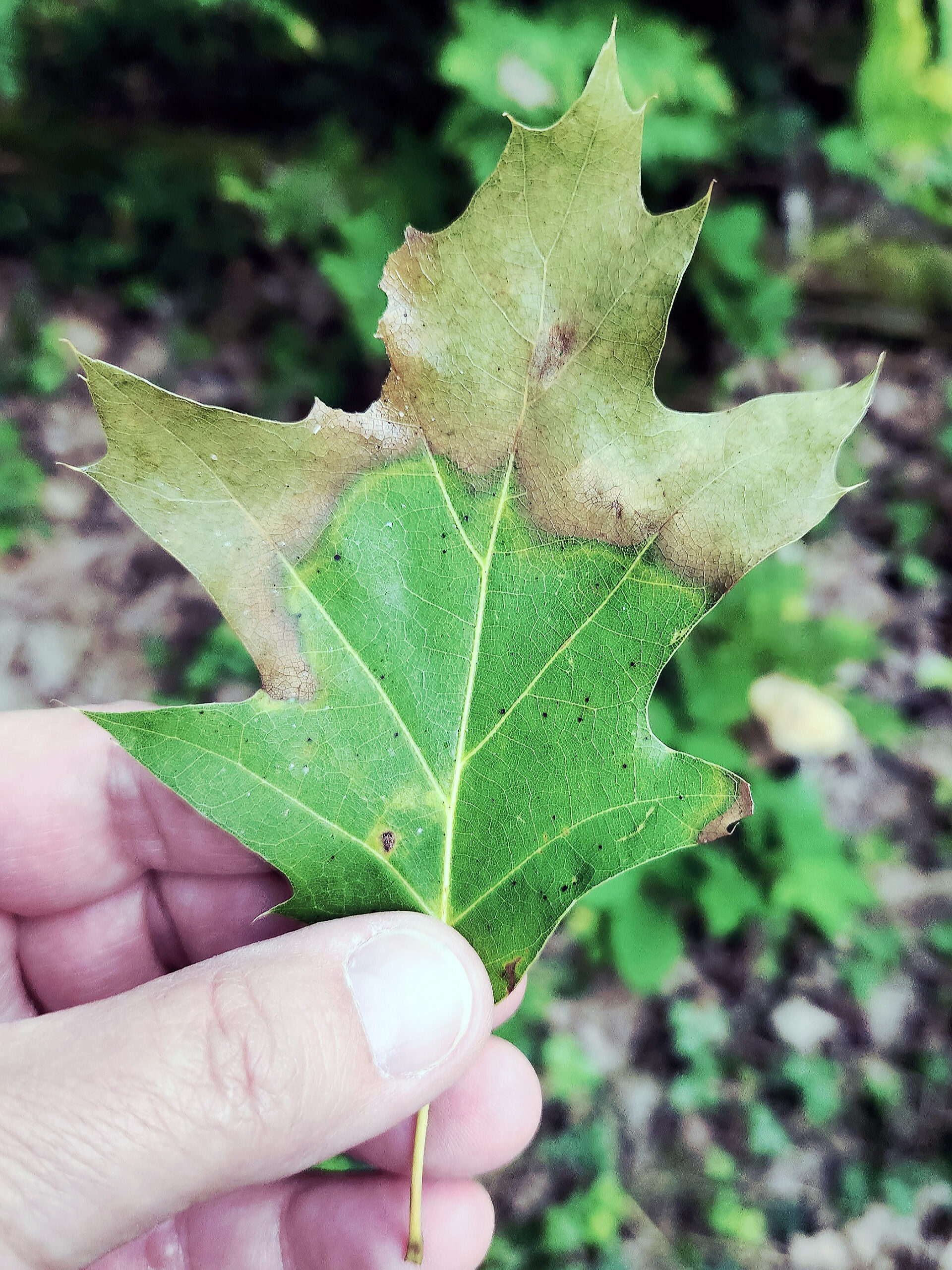 Oak Leaf Issues That Are Not Oak Wilt