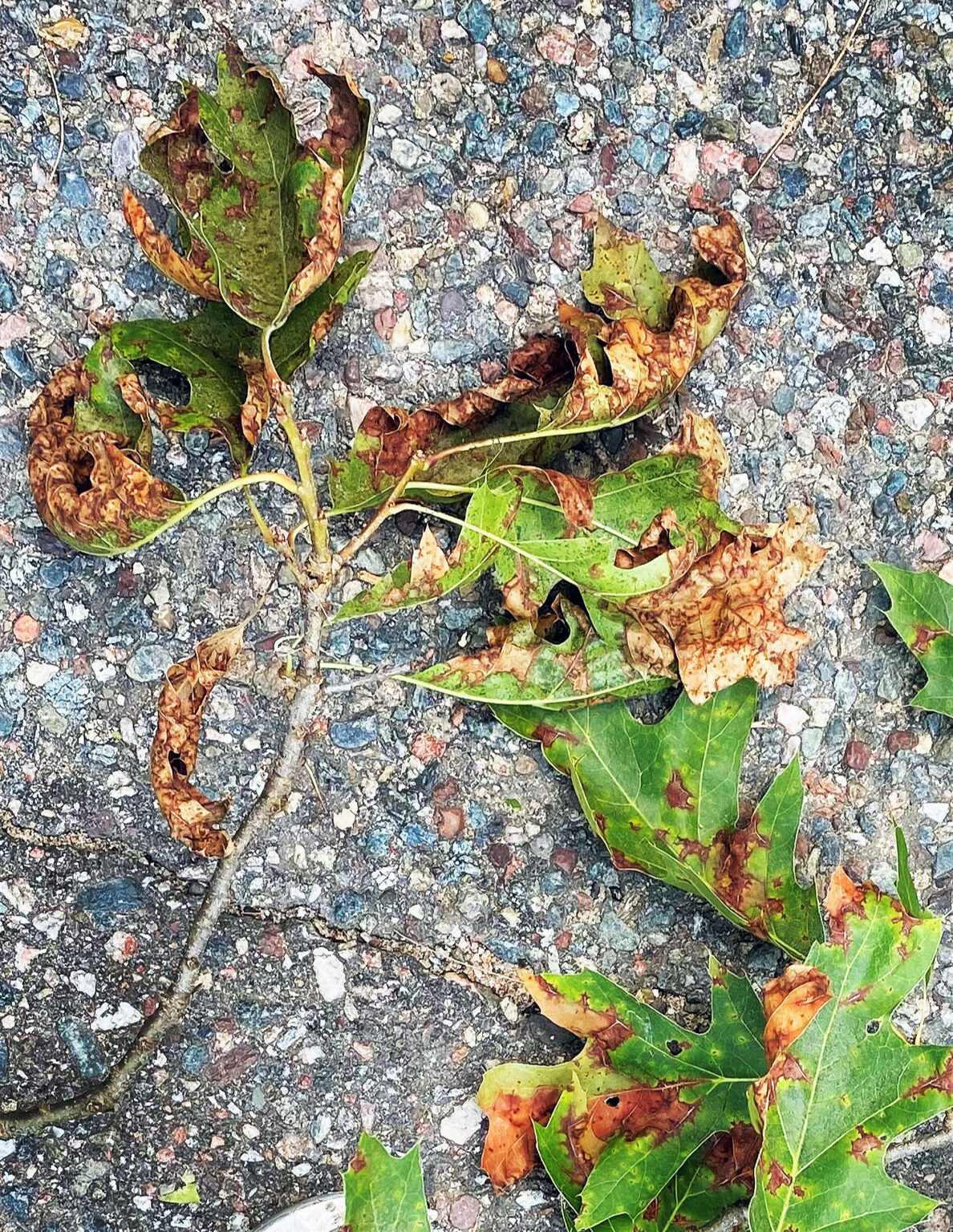 Oak Leaf Issues That Are Not Oak Wilt
