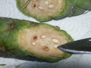 The DNR Reforestation Program Needs Seeds