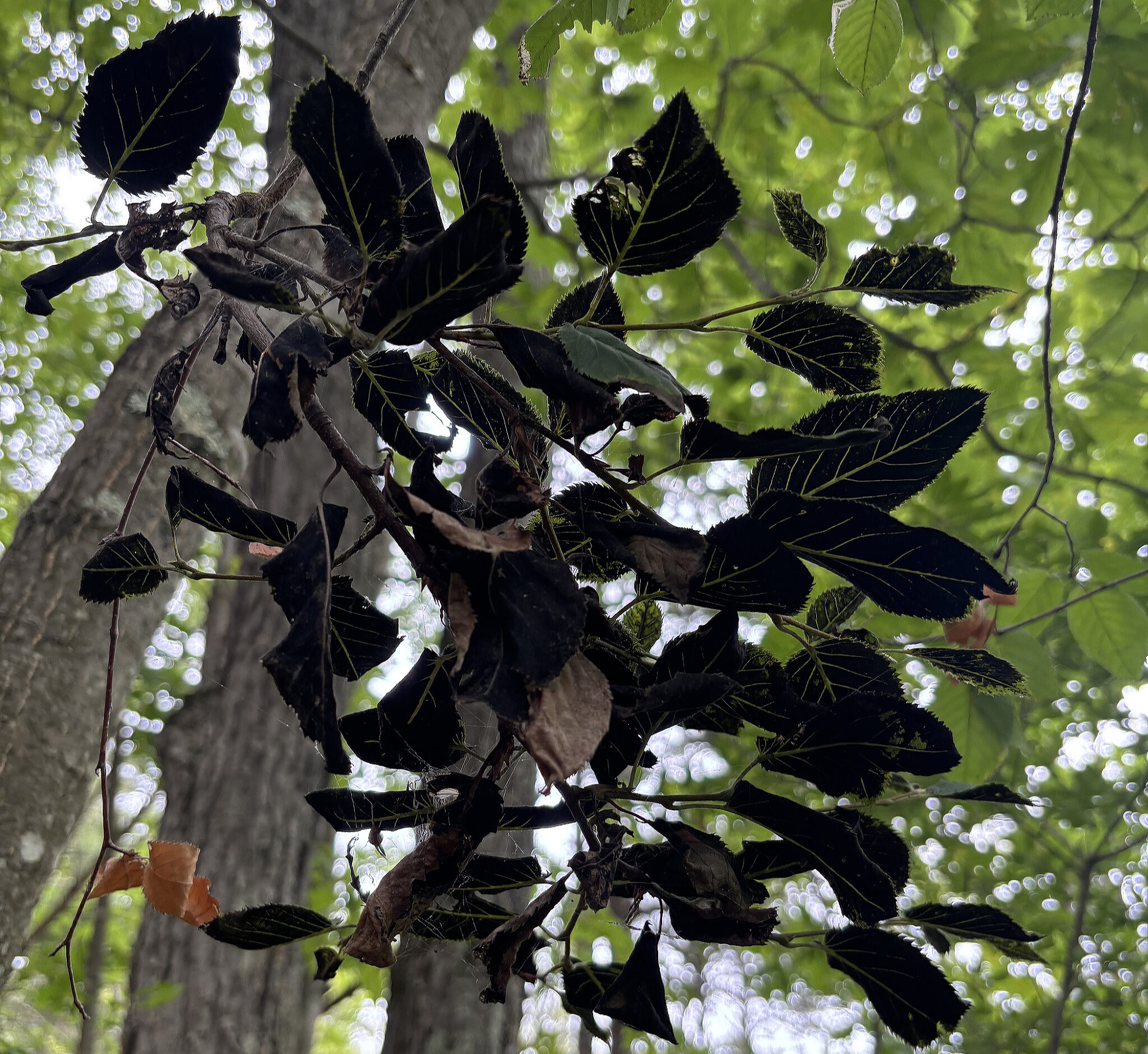 Which Witches’ Broom Is It?