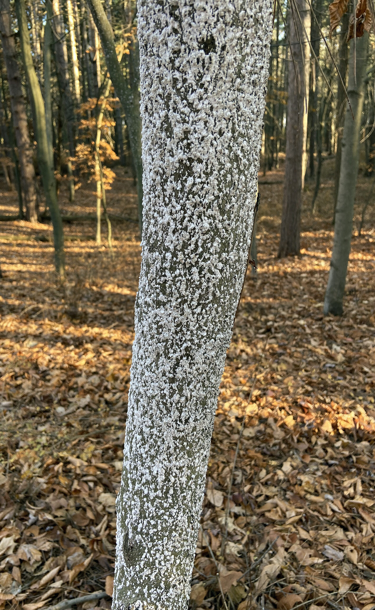 Beech Blight Aphids Visible In Eastern Wisconsin