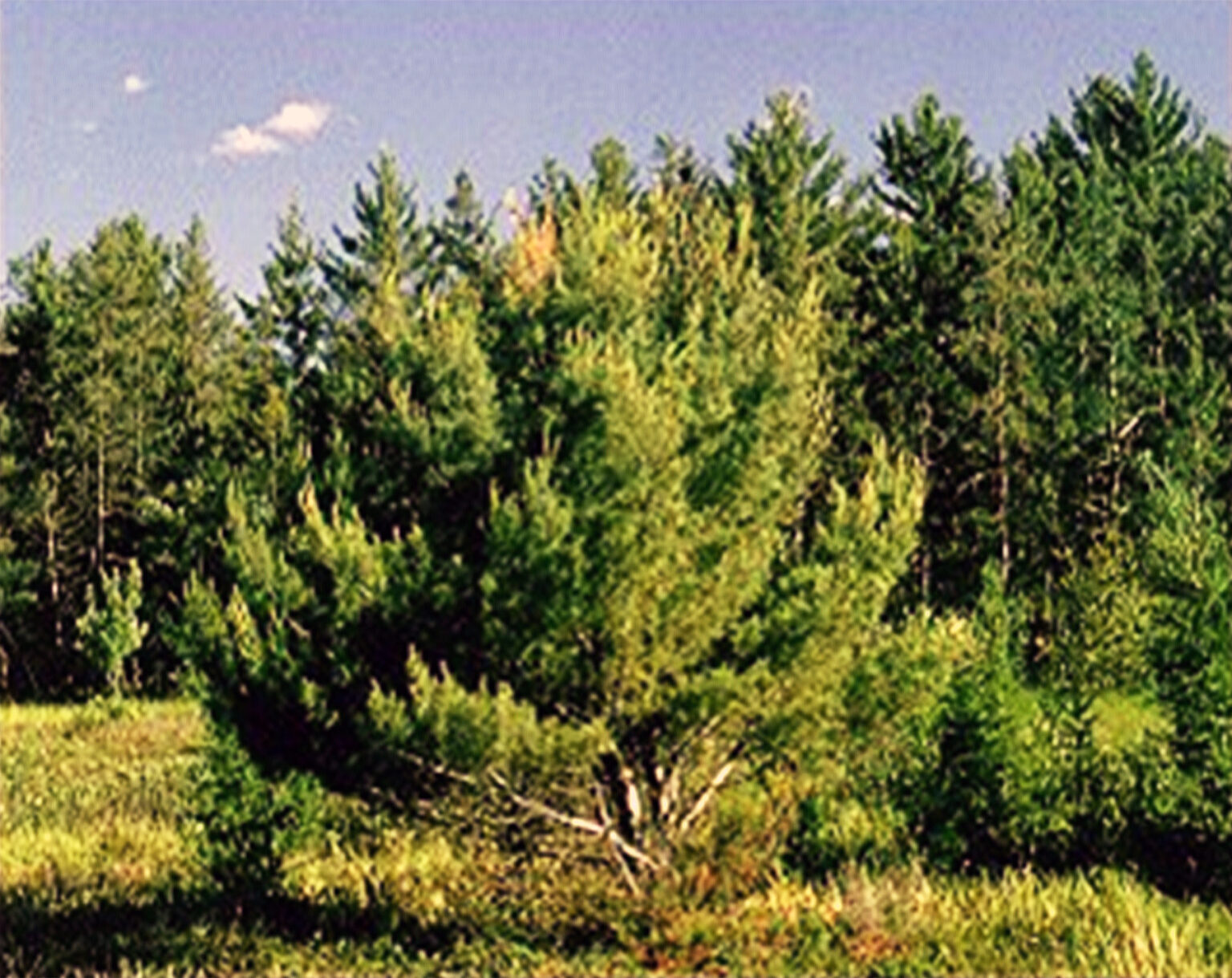 ‘White Pine Is A Junk Tree!’ Really?