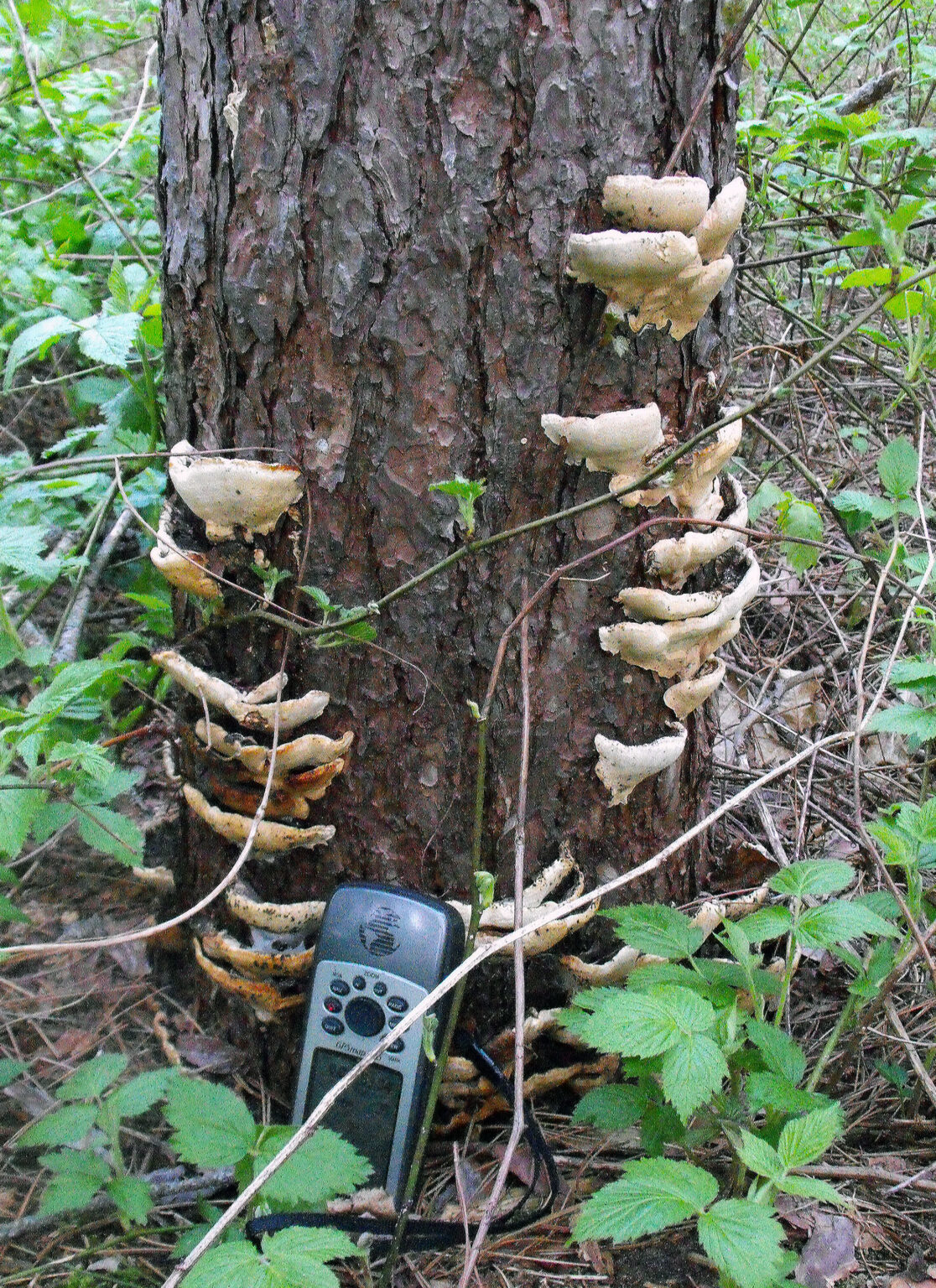 HRD Conks Found In Different Shapes And Sizes