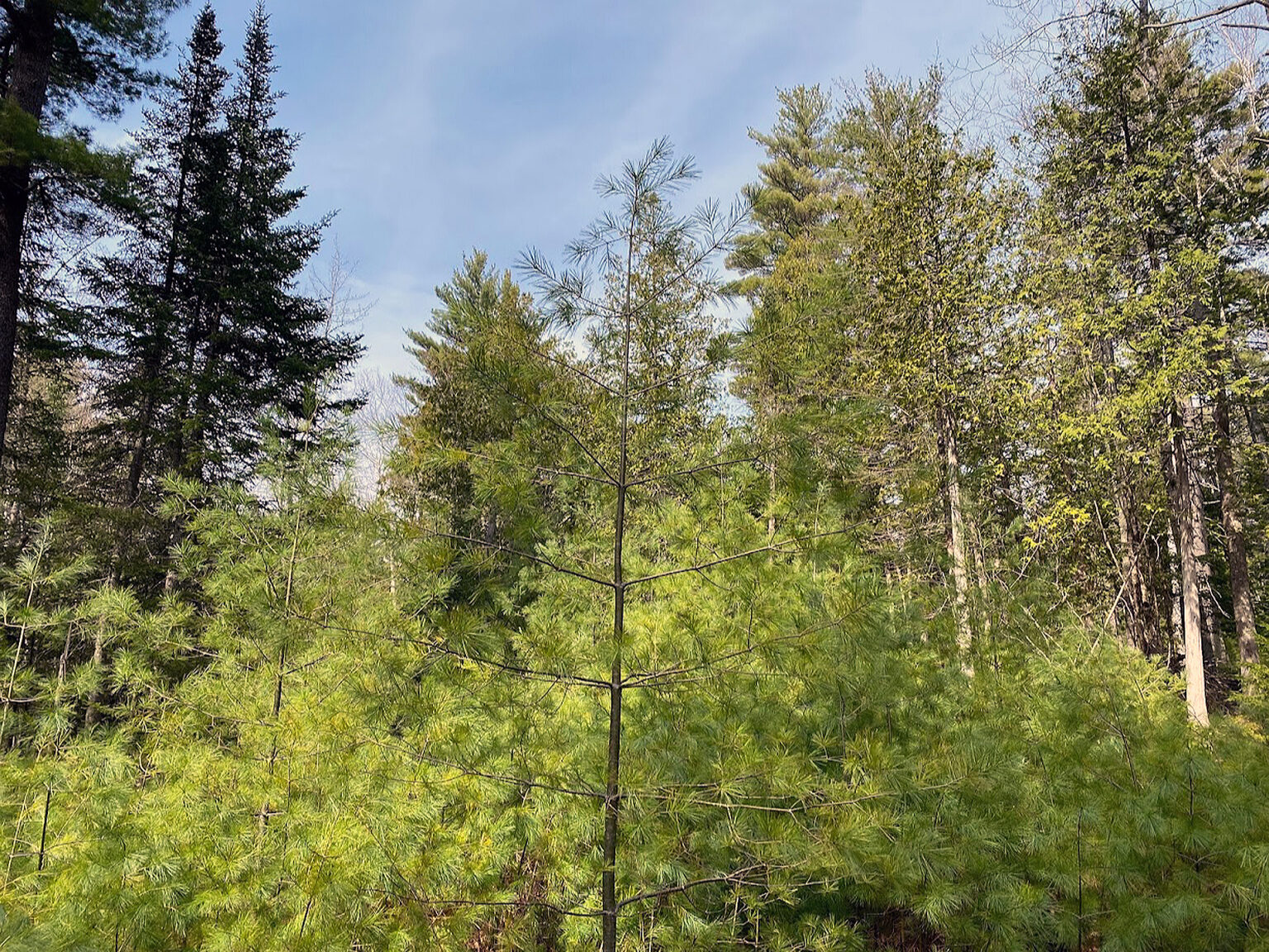 ‘White Pine Is A Junk Tree!’ Really?