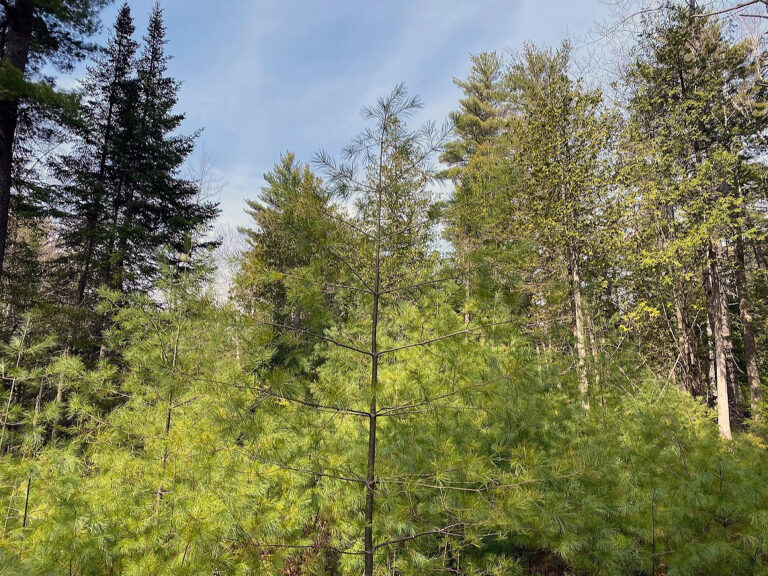 ‘White Pine Is A Junk Tree!’ Really?