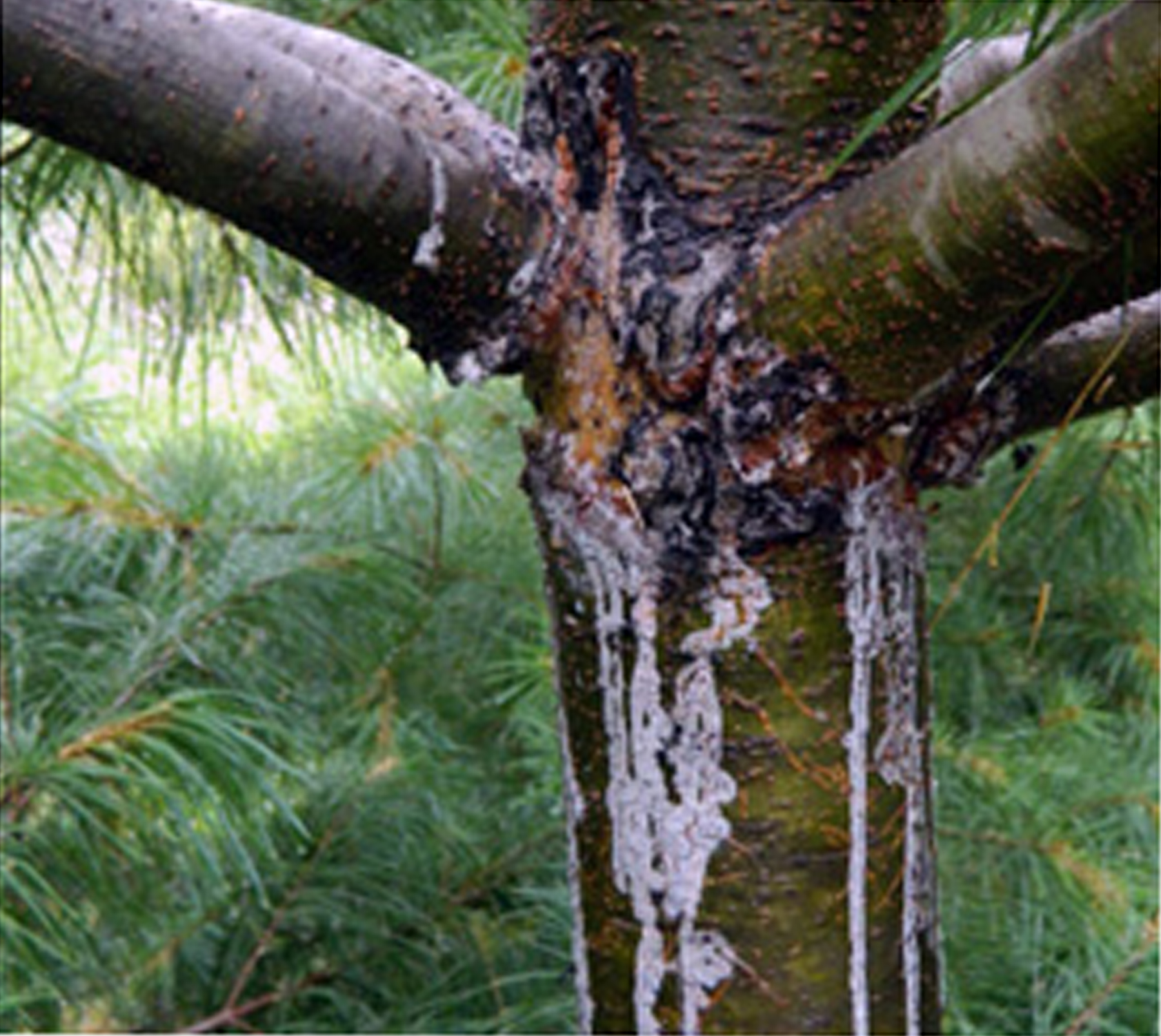 ‘White Pine Is A Junk Tree!’ Really?