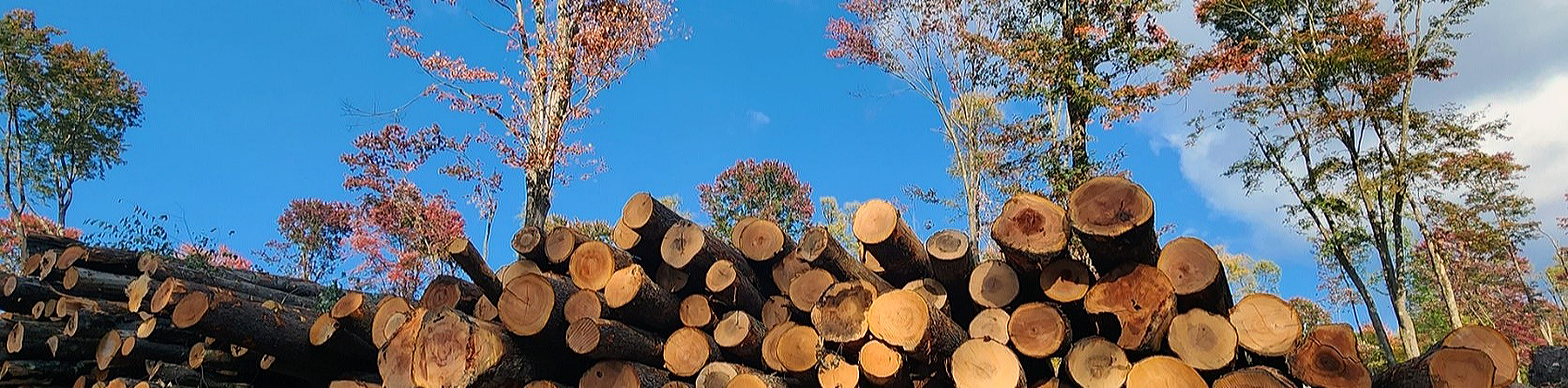 Forest Products Week Set For Oct. 19-25