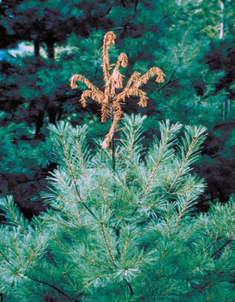 ‘White Pine Is A Junk Tree!’ Really?