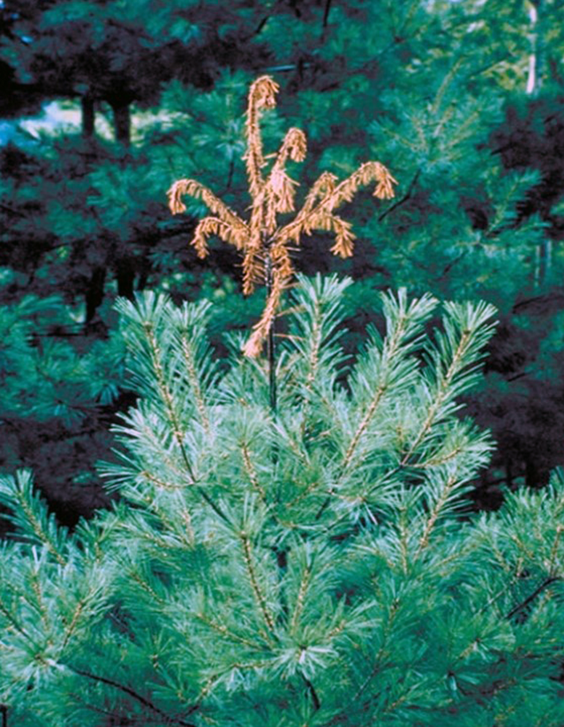 ‘White Pine Is A Junk Tree!’ Really?