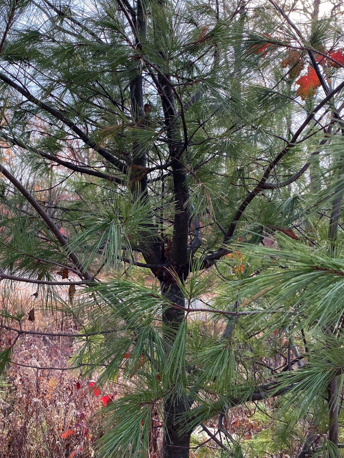 White Pine Weevil Damage Is Easy To Spot