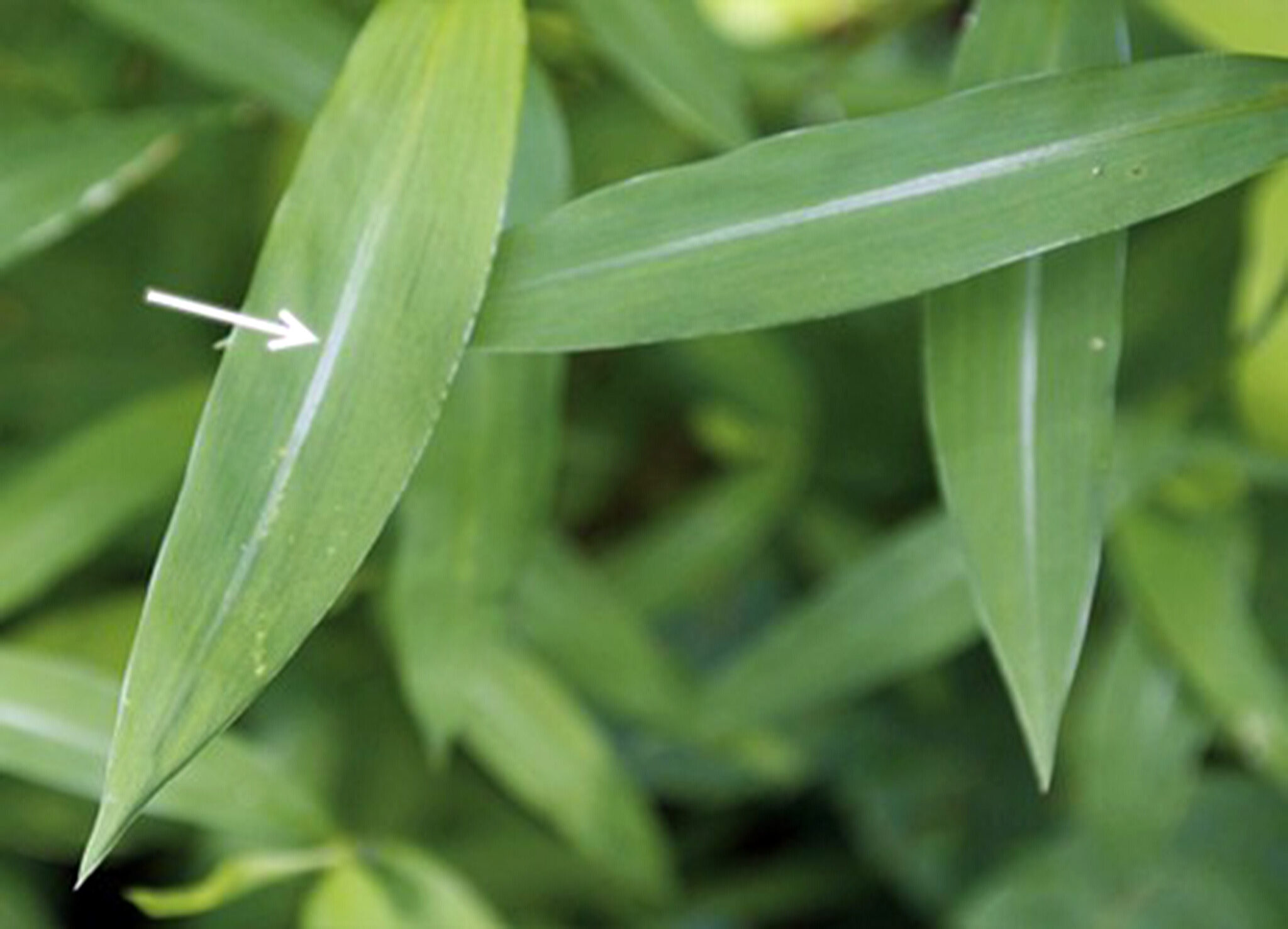 Invasive Japanese Stiltgrass Detected In Three More Counties