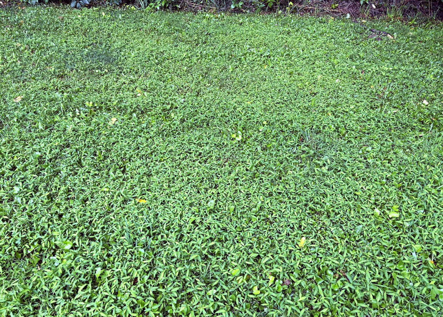 Invasive Japanese Stiltgrass Detected In Three More Counties