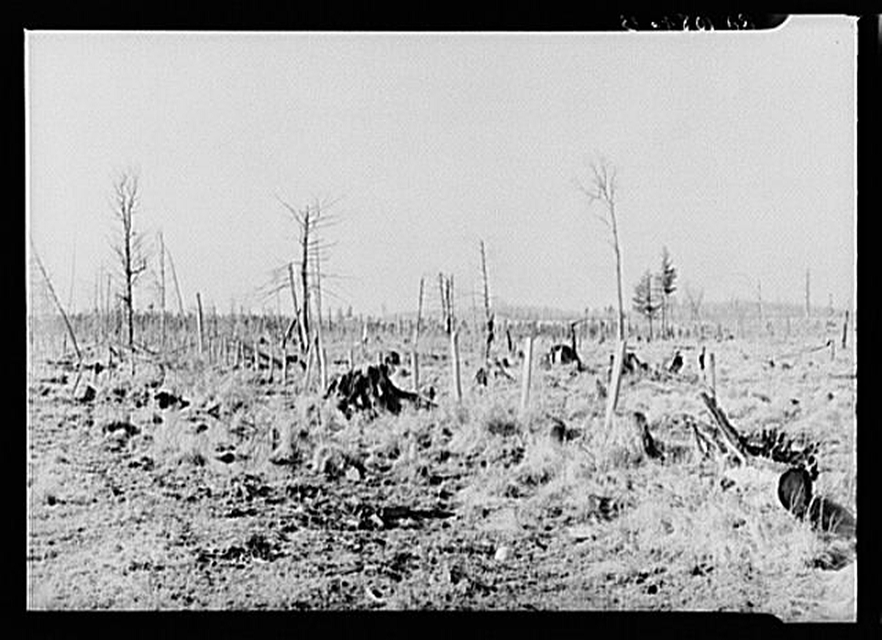 ‘White Pine Is A Junk Tree!’ Really?
