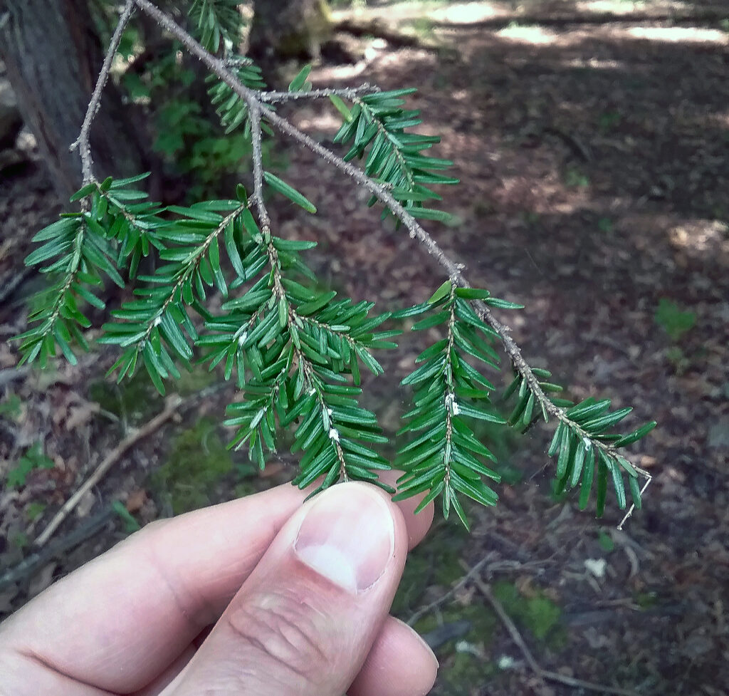 Report Invasive Hemlock Insects This Winter