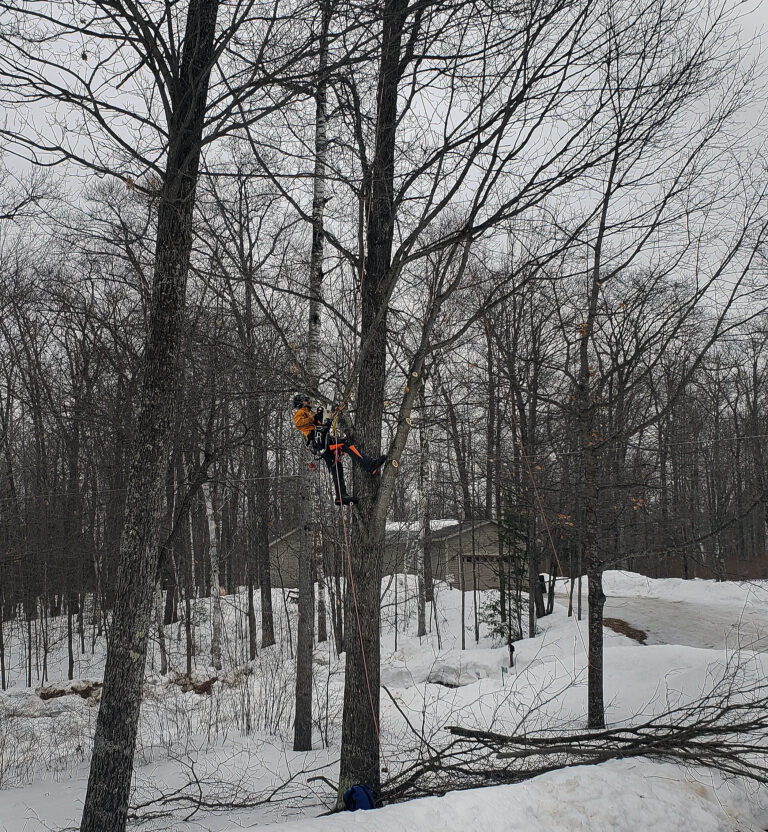 Take Advantage Of Mild Winter Days To Prune Trees