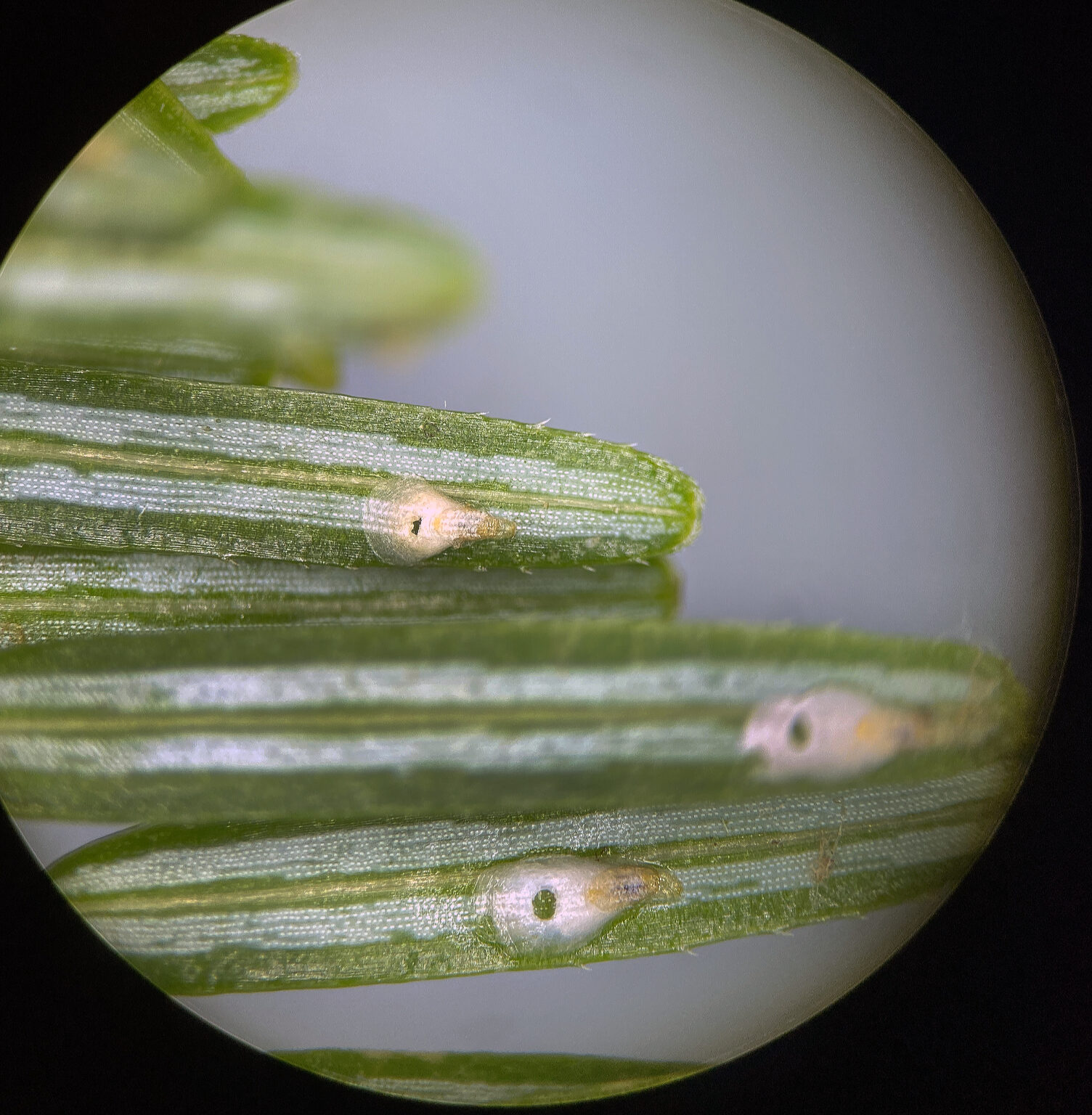 Report Invasive Hemlock Insects This Winter