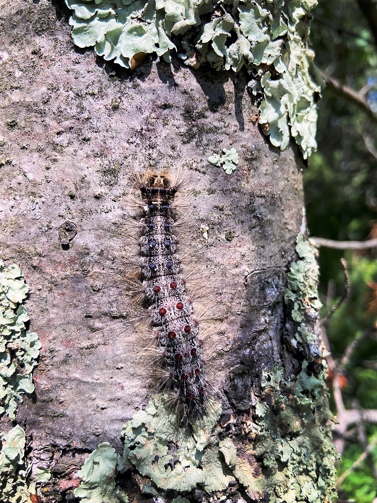 Increased Tree Mortality Seen As Spongy Moth Outbreak Ends