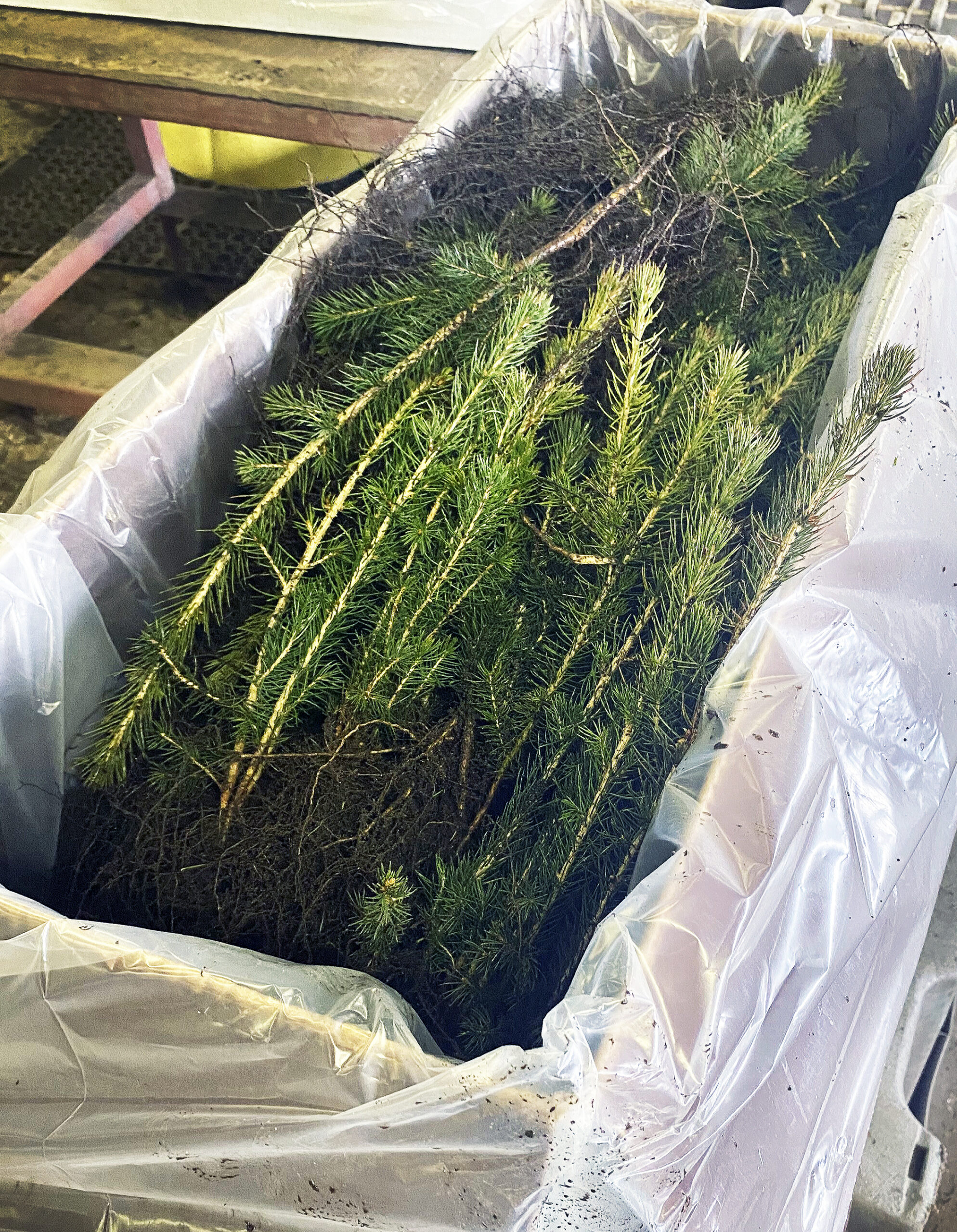 Arbor Day Seedling Orders Open To Fourth-graders