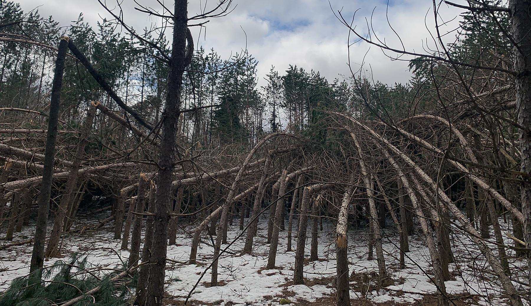 Impacts Of Winter Weather On Trees
