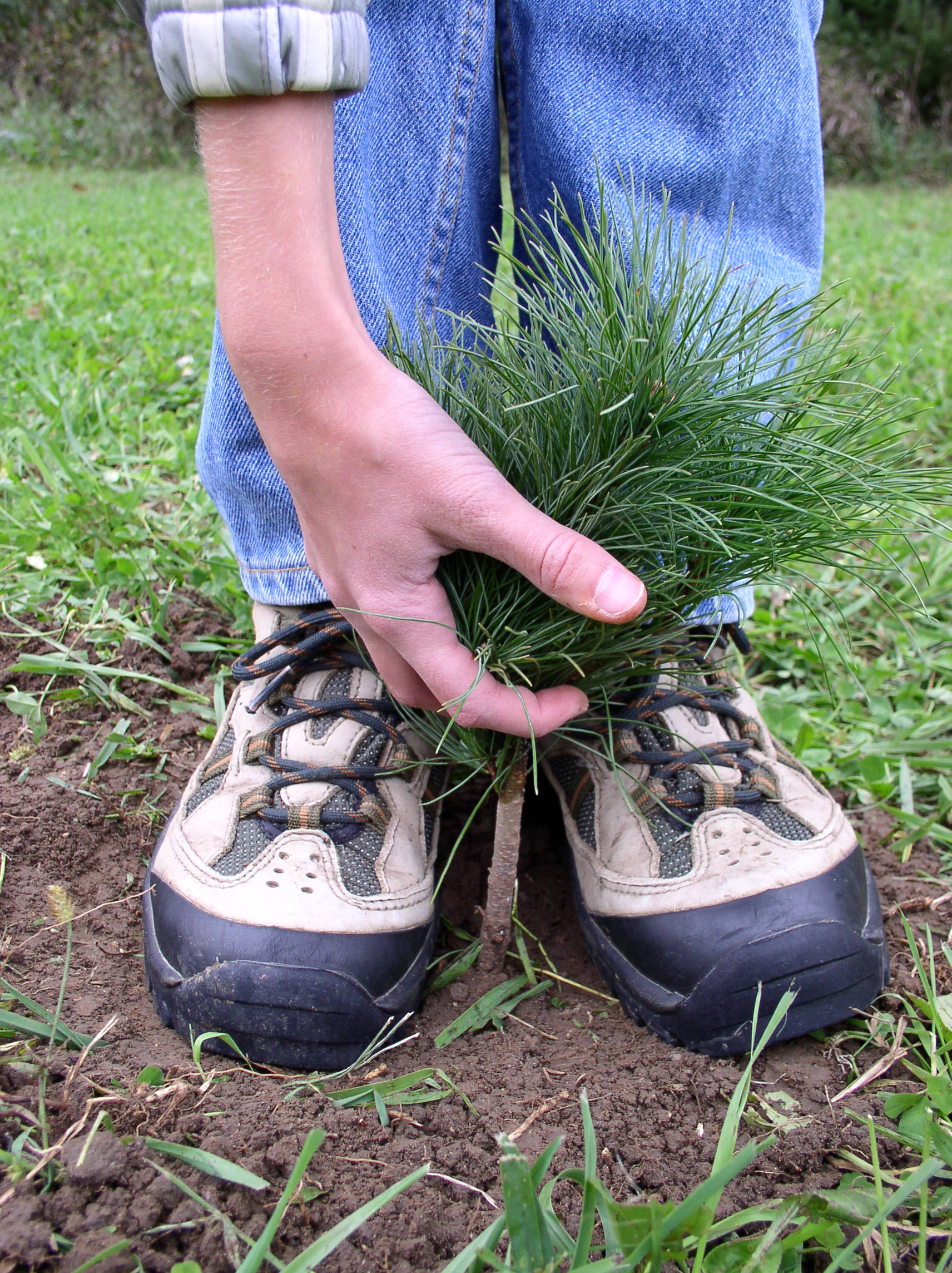 Arbor Day Seedling Orders Open To Fourth-graders
