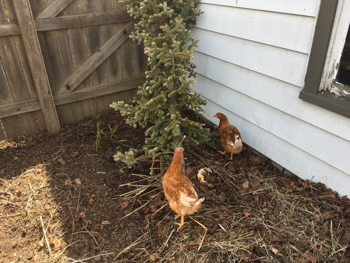 Repurpose Your Holiday Tree!