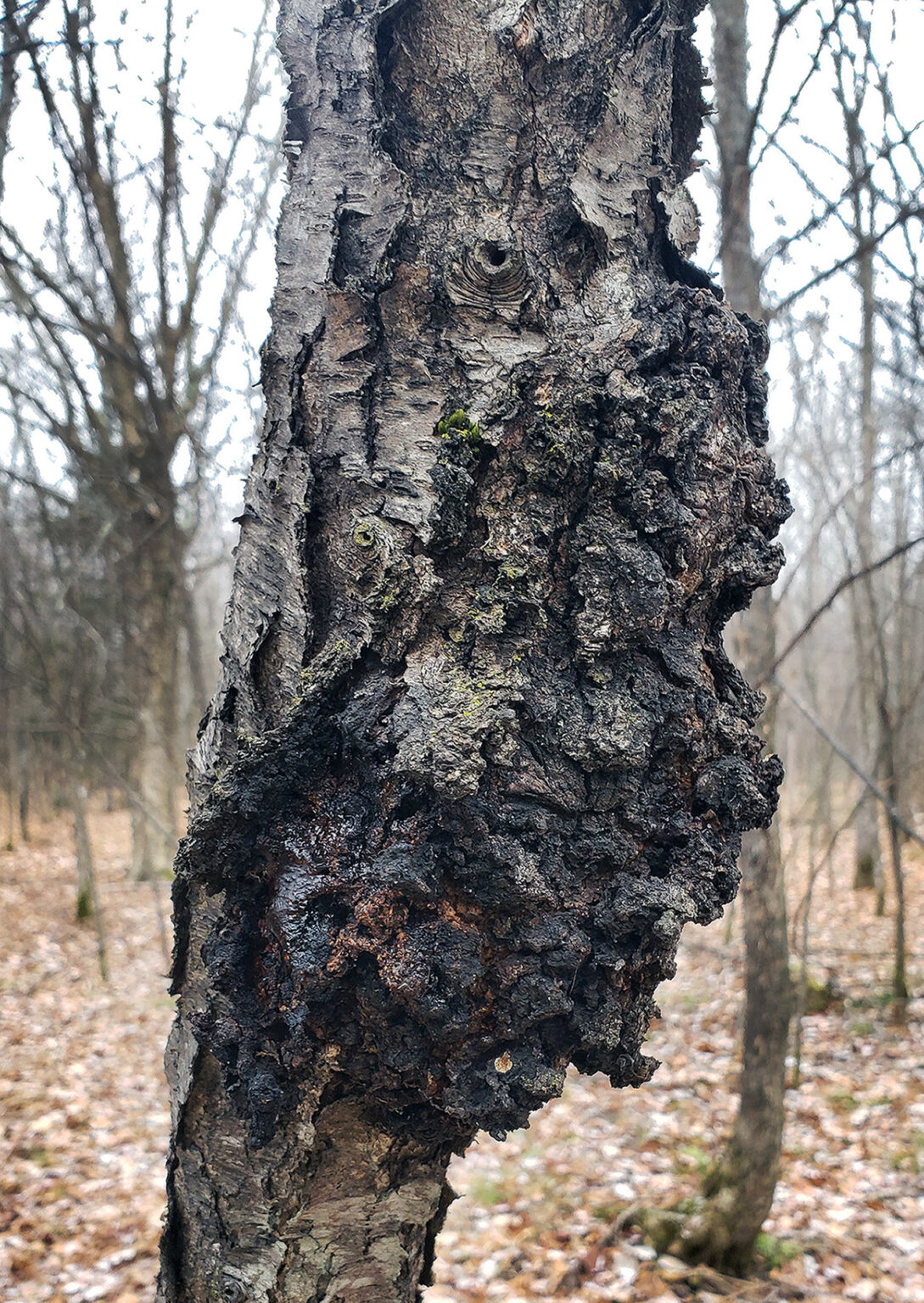 Phomopsis, Black Knot Easily Found In Winter