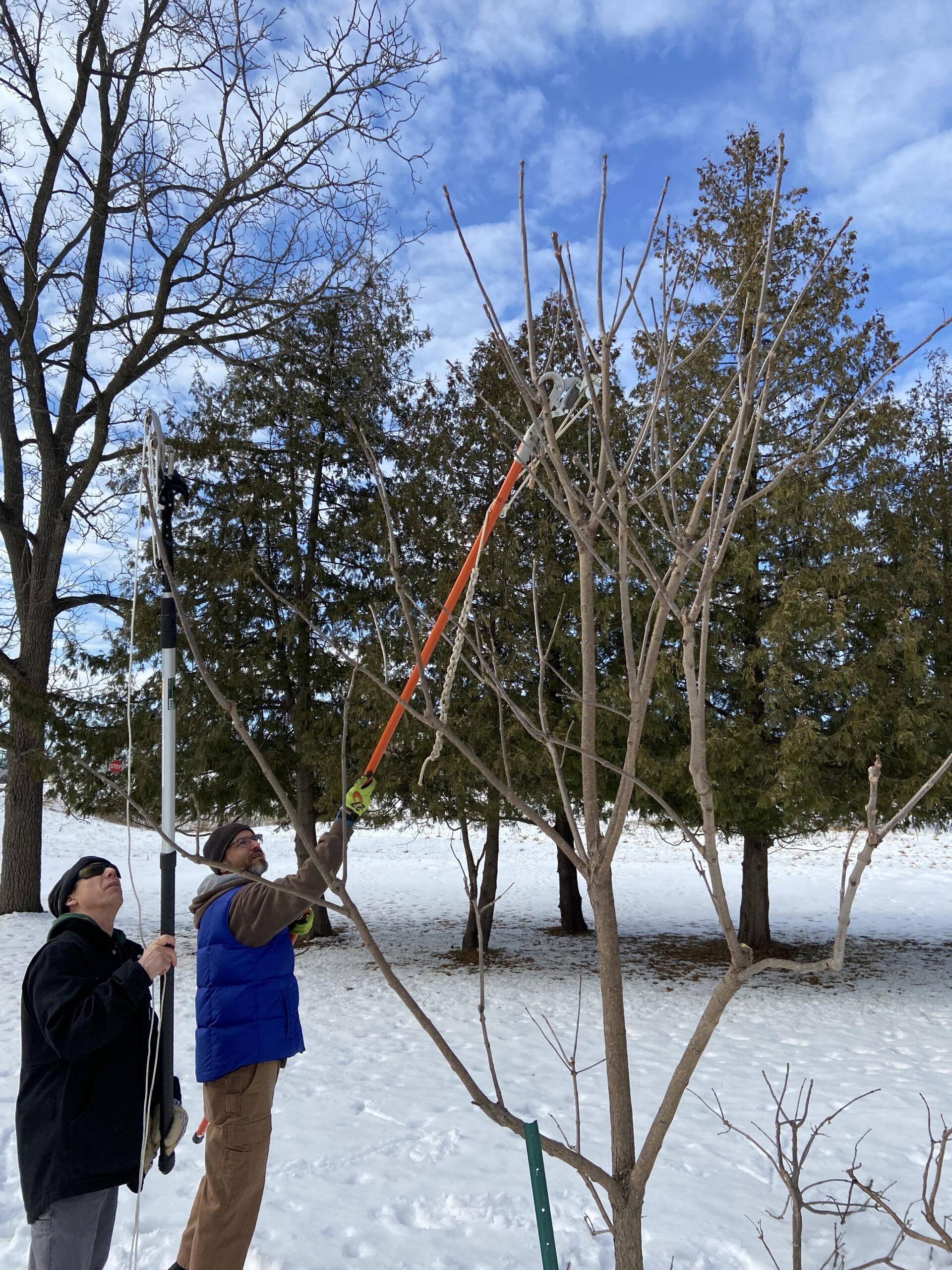 When Is The Best Time To Prune Trees?