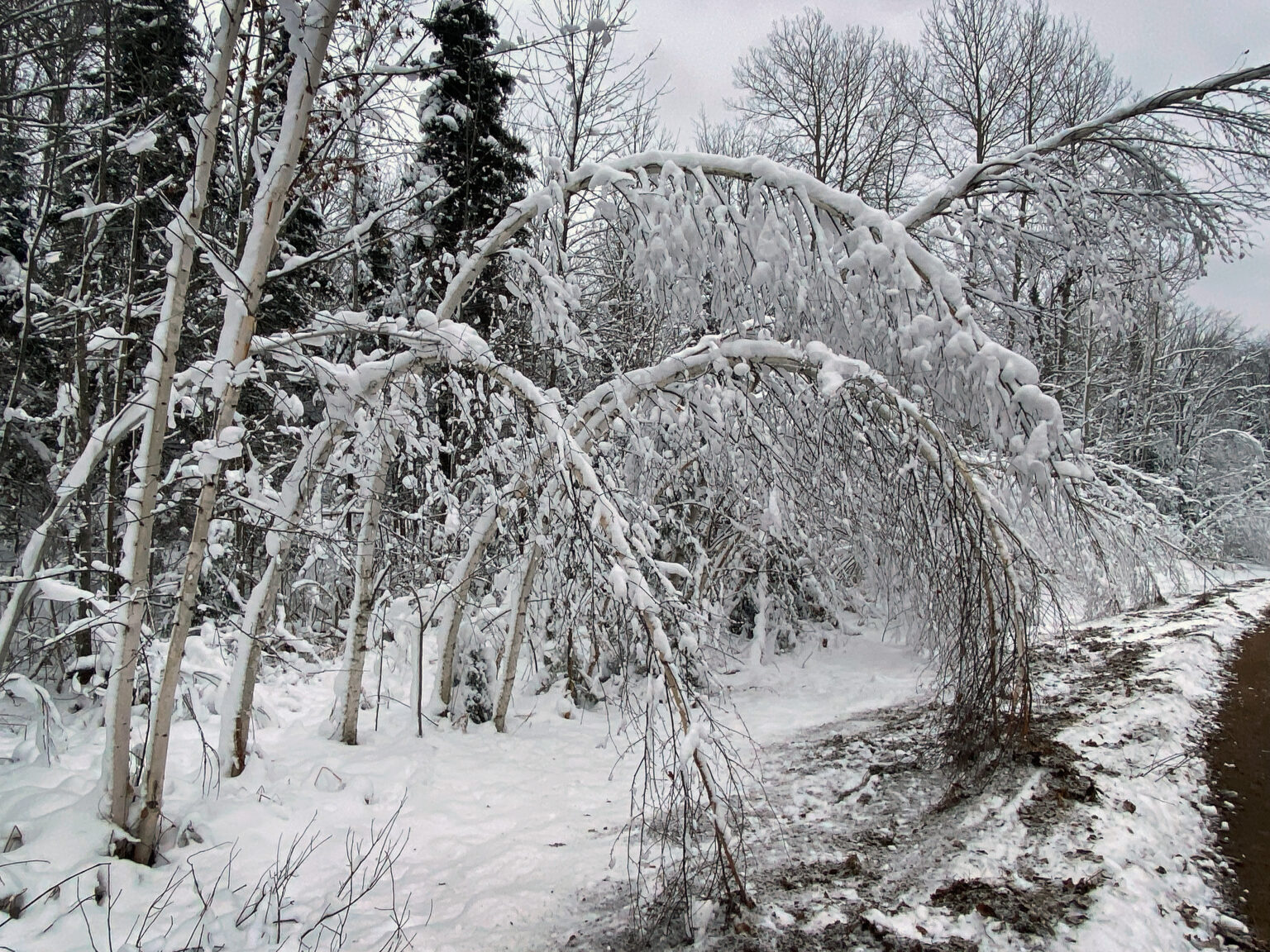 Thanksgiving Blizzard And Tree Damage