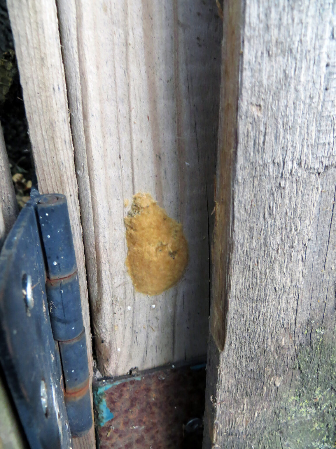 Now Is Time To Seek Out Spongy Moth Egg Masses